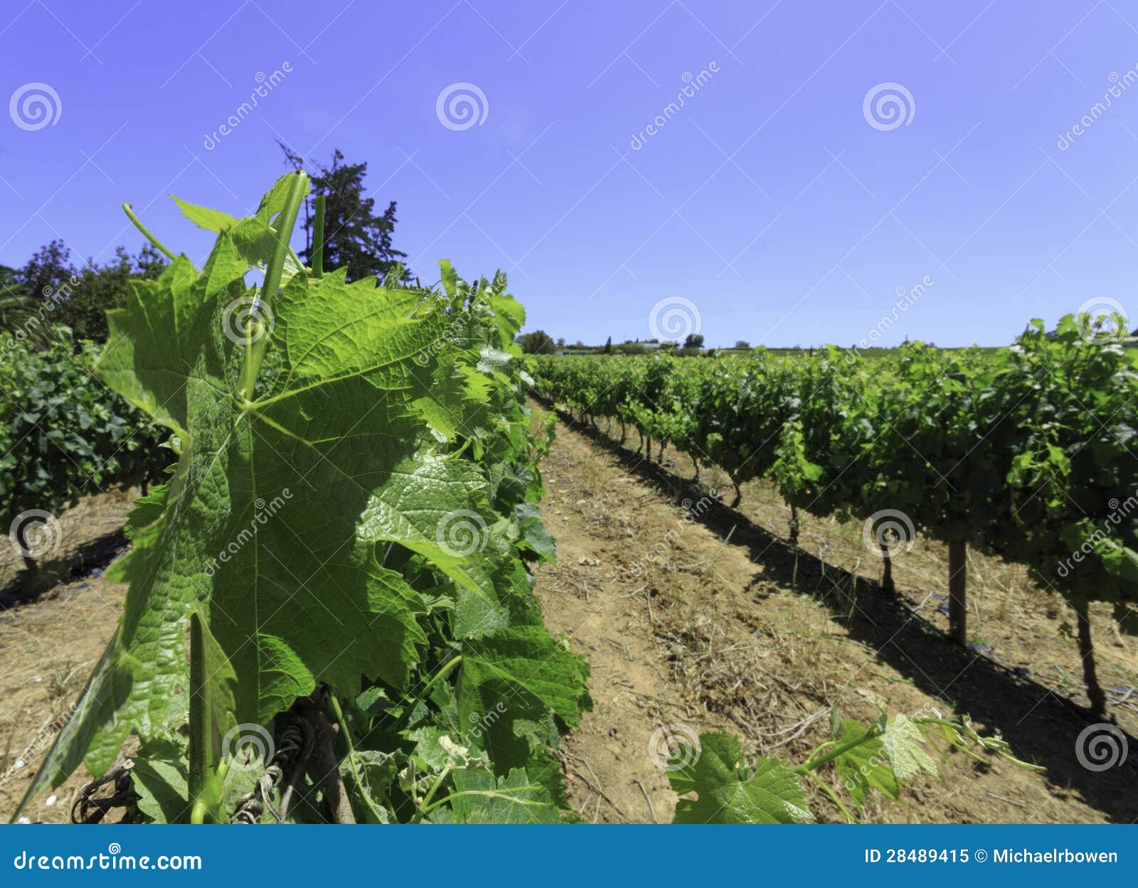 Looking through the Grapevines Stock Image - Image of vintage, rows ...