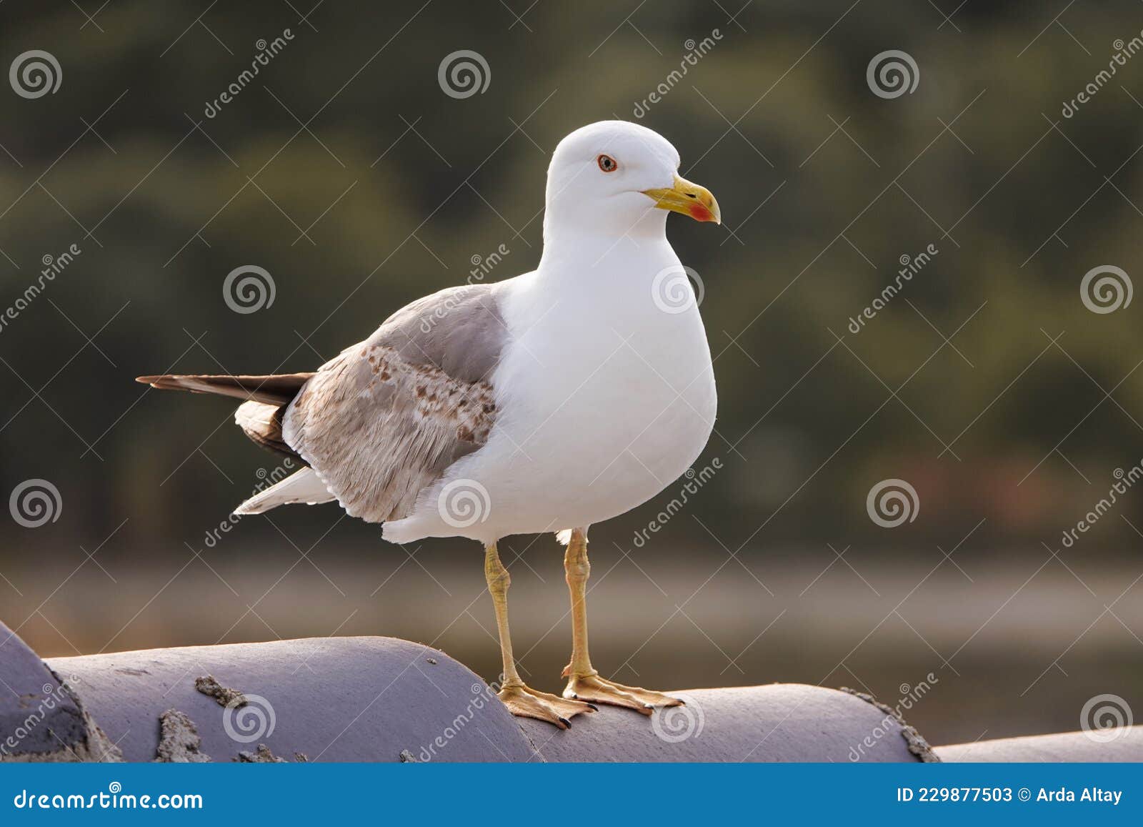 Looking of Healthy,fat and Strong Seagull Hovering on the Roof Stock ...