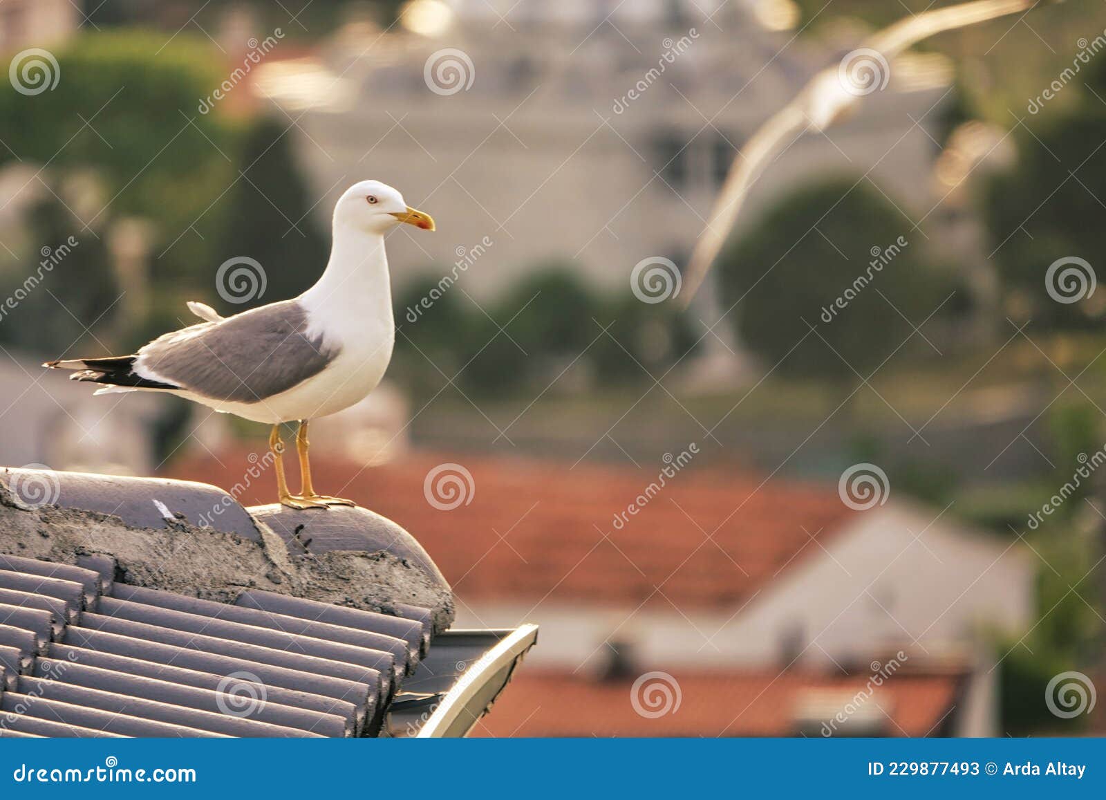 Looking of Healthy and Strong Seagull Hovering on the Roof Stock Image ...