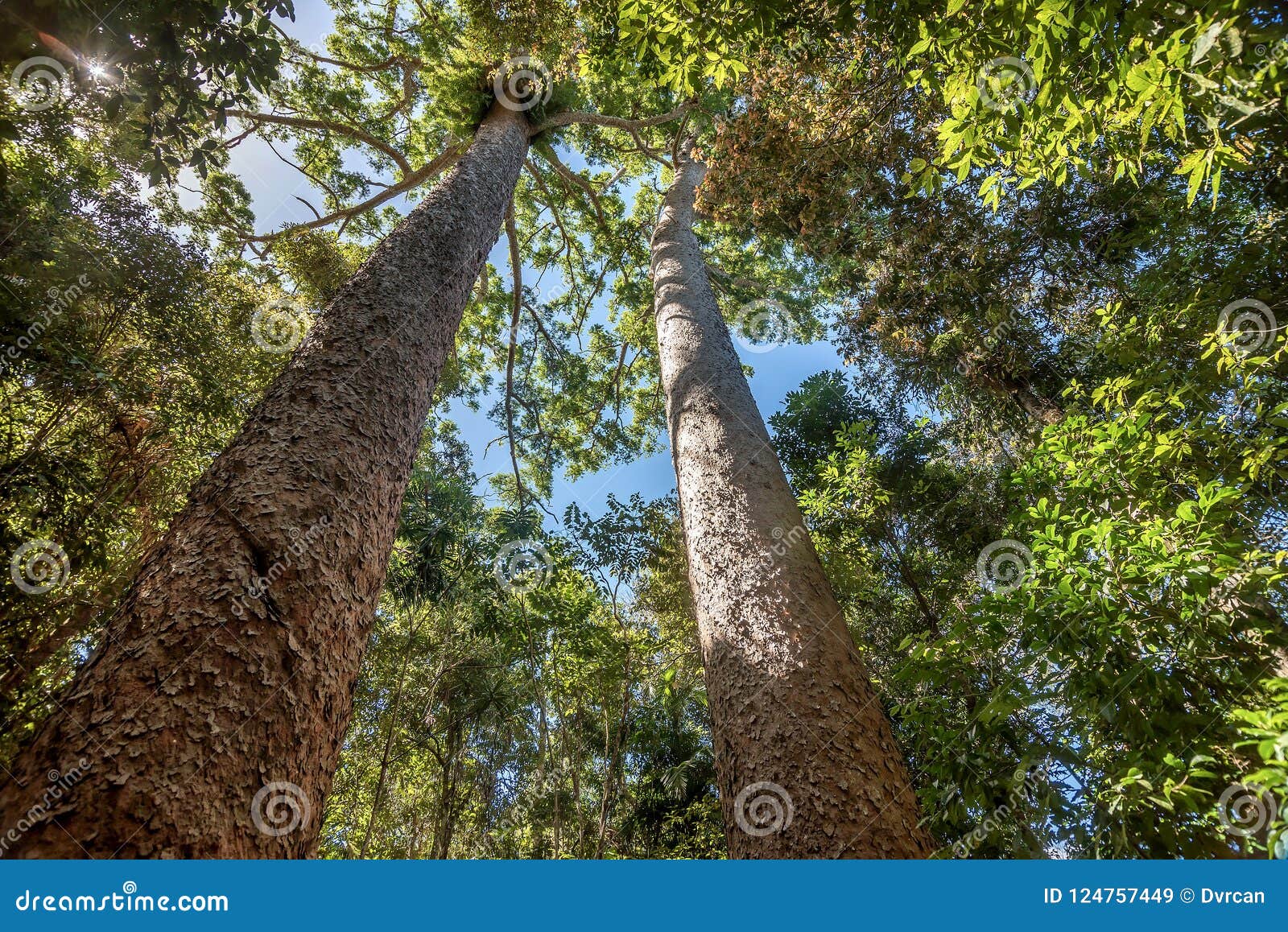 Looking High Up at the Tall Trees in Australia Stock Image - Image of ...