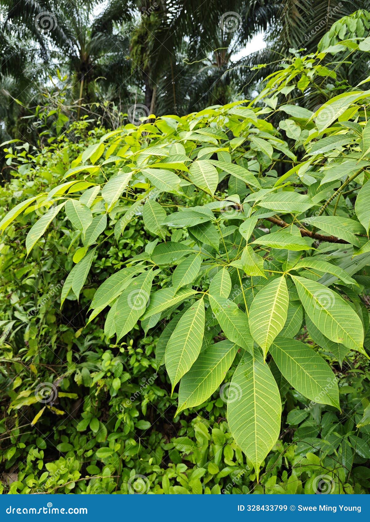 Looking at the Lovely Drooping Branches of Rubber Tree Leaves. Stock ...