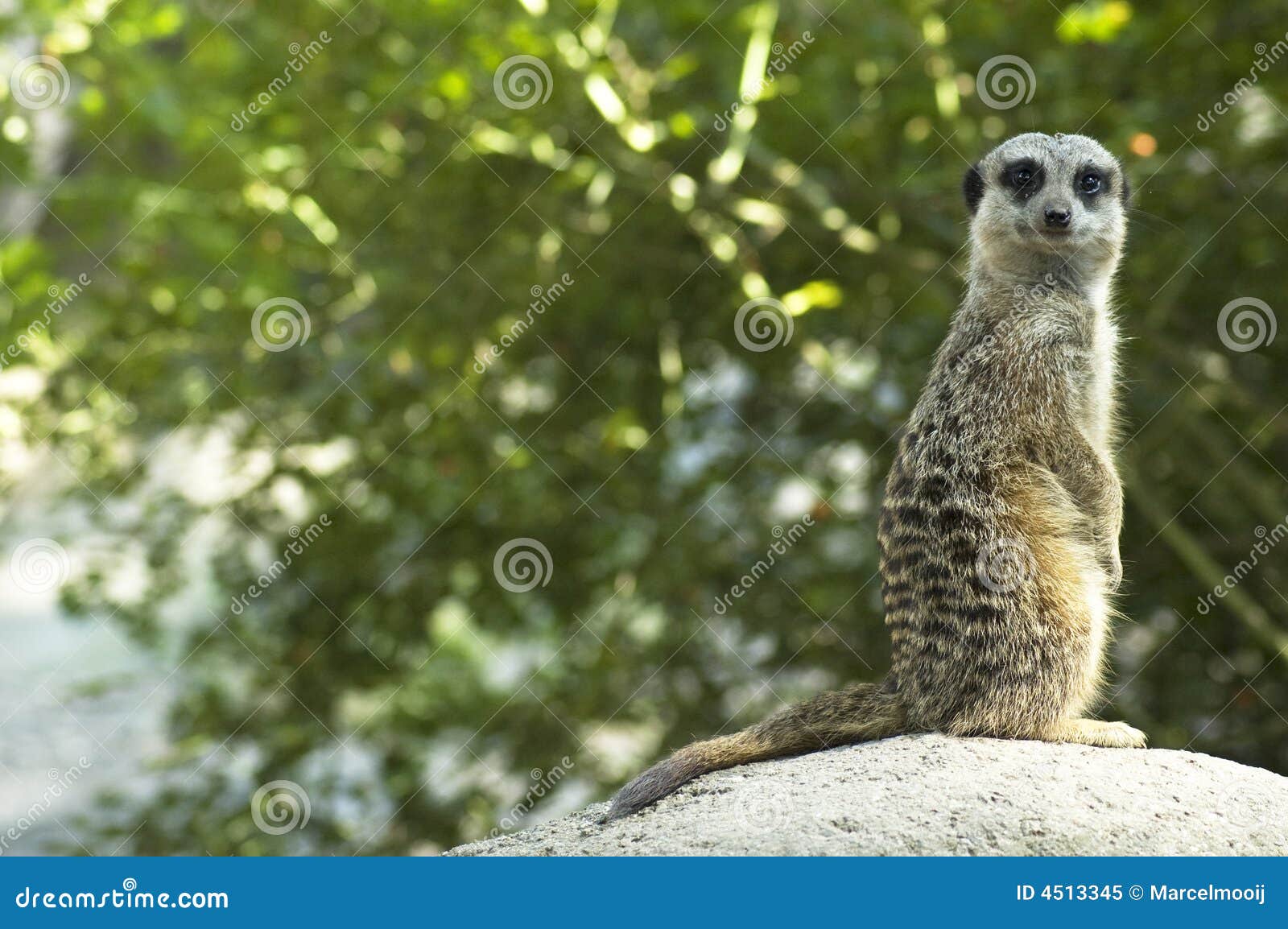 Looking Meerkat stock image. Image of ears, curiosity - 4513345