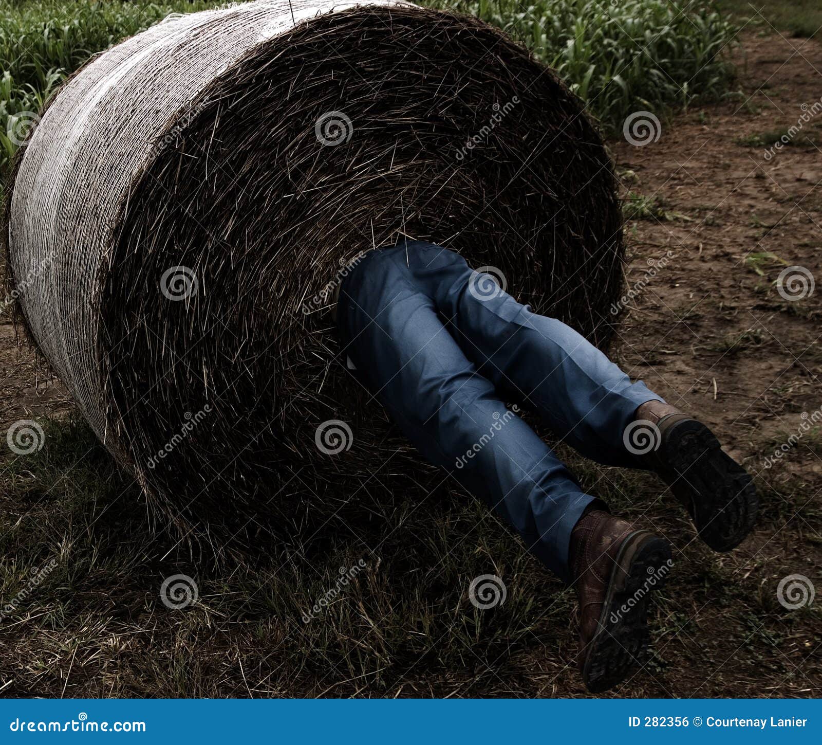 Looking for a needle stock photo. Image of lost, autumn - 282356