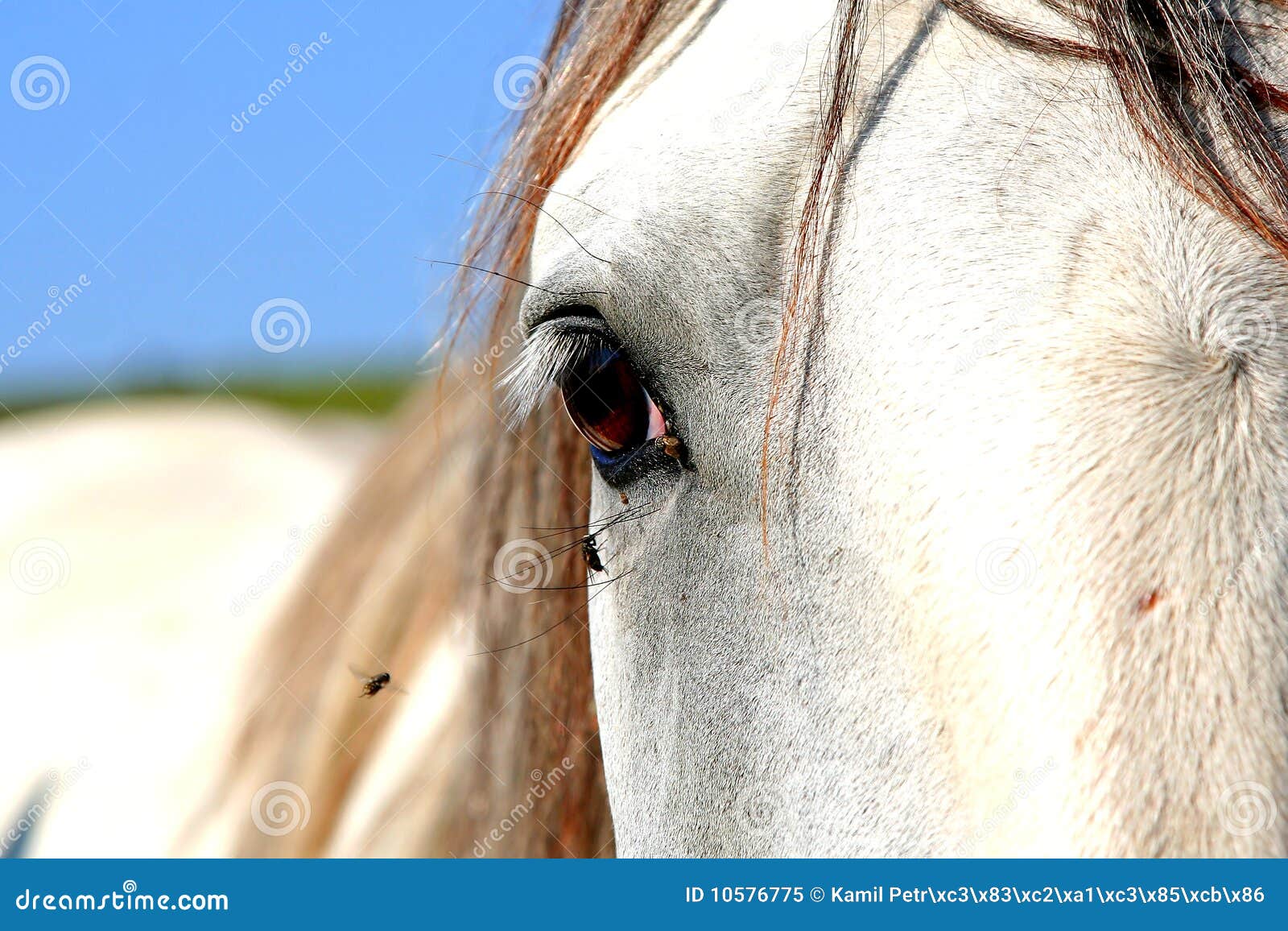 Looking old Kladruby horse stock image. Image of horses - 10576775