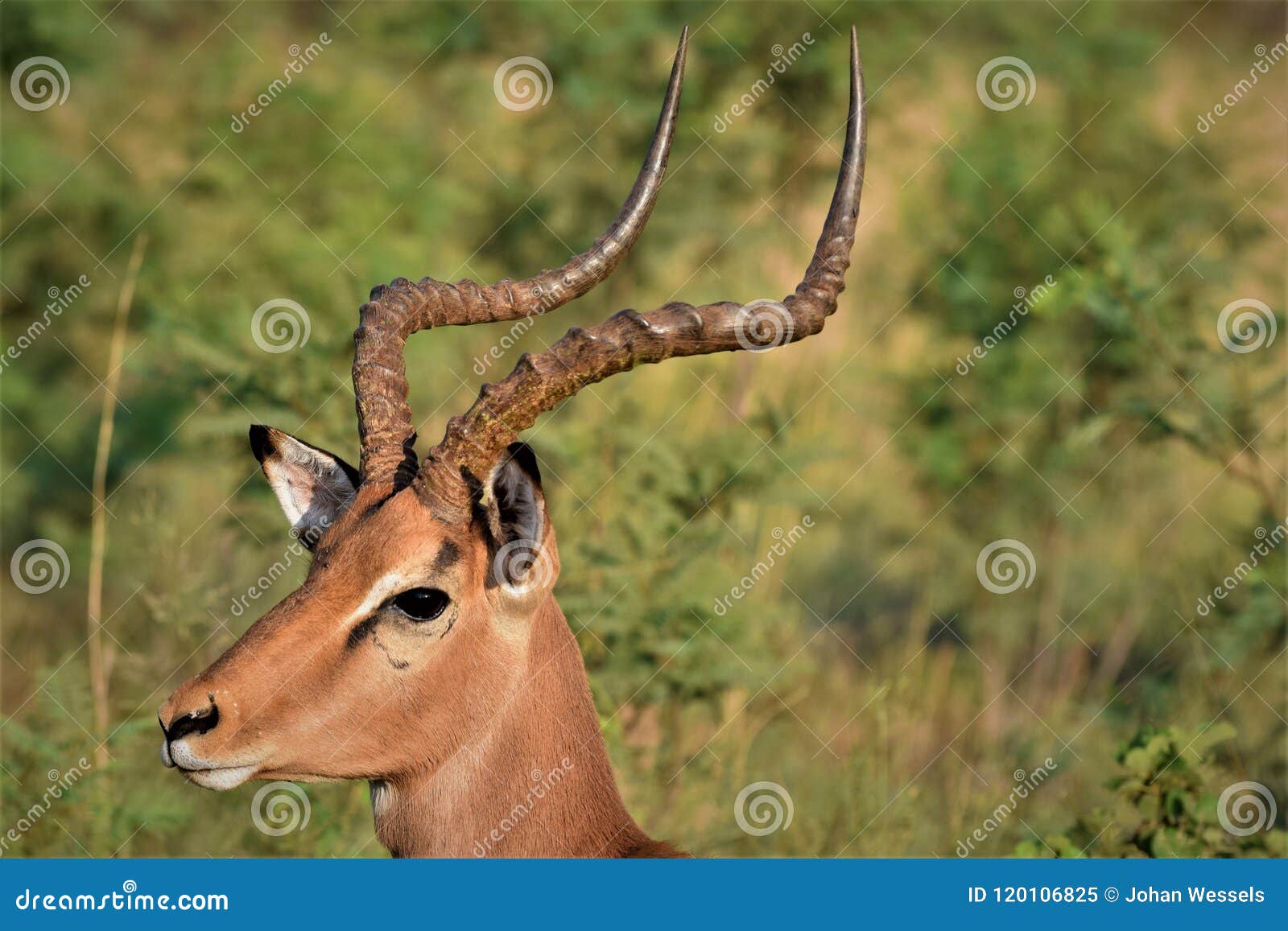 Looking Out for Danger Around Stock Image - Image of full, looking ...