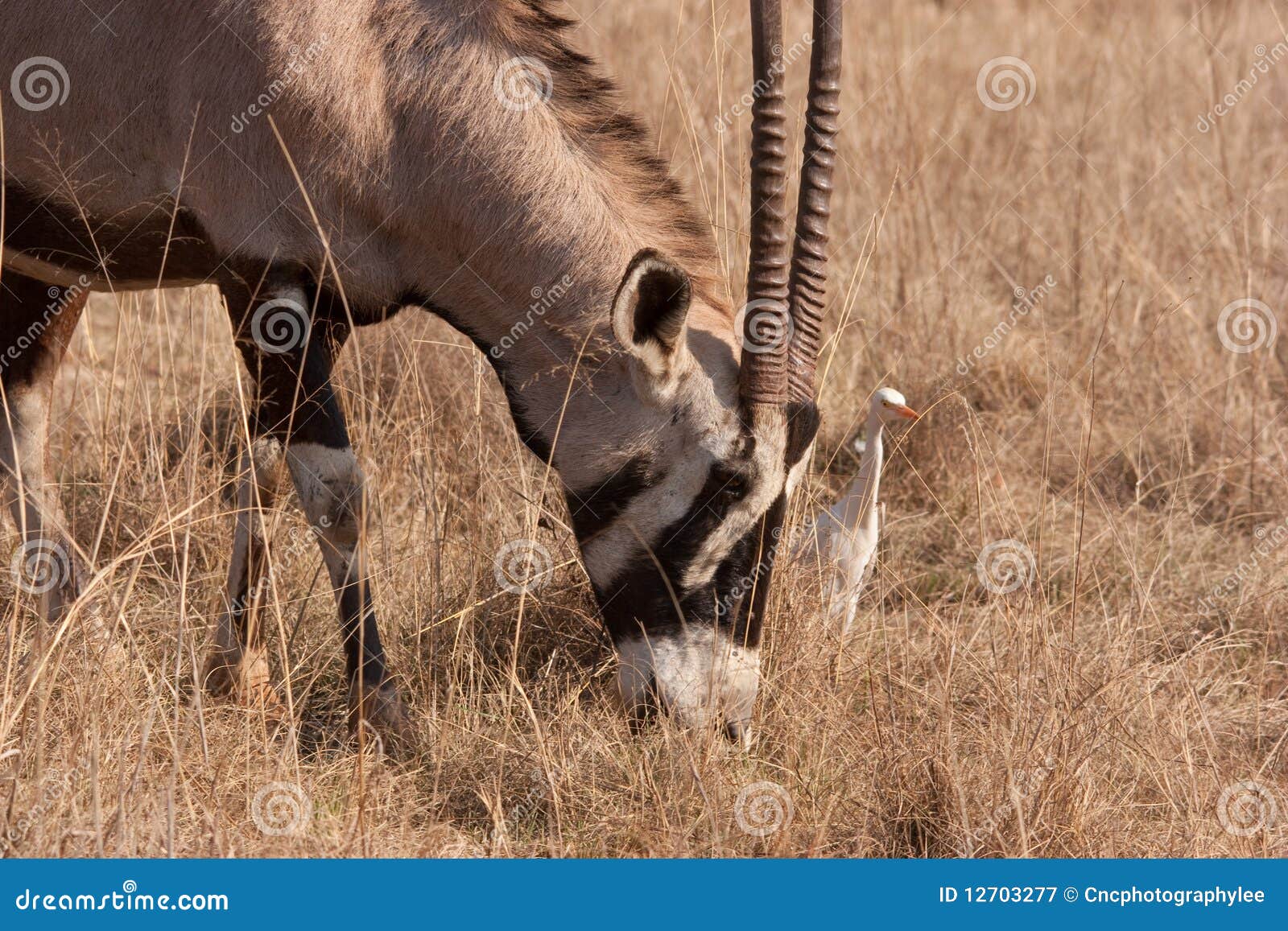Looking out for each other stock image. Image of tick - 12703277