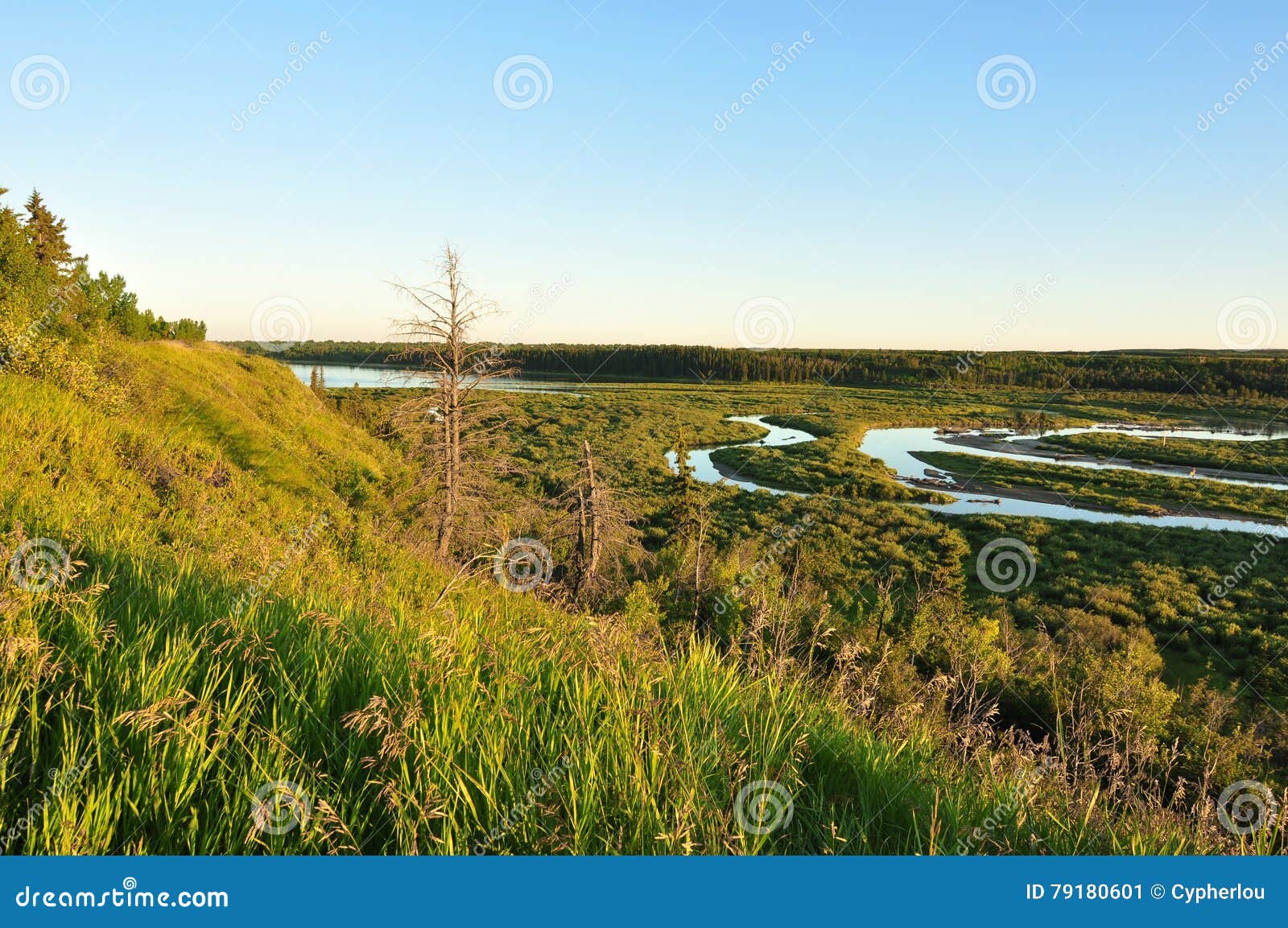 Looking Out on Natural Canals and Forest Stock Image - Image of natural ...