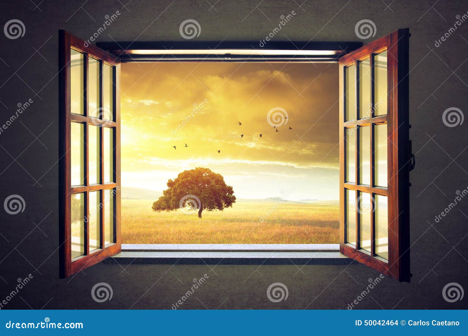 Looking out the Window stock photo. Image of outside - 50042464