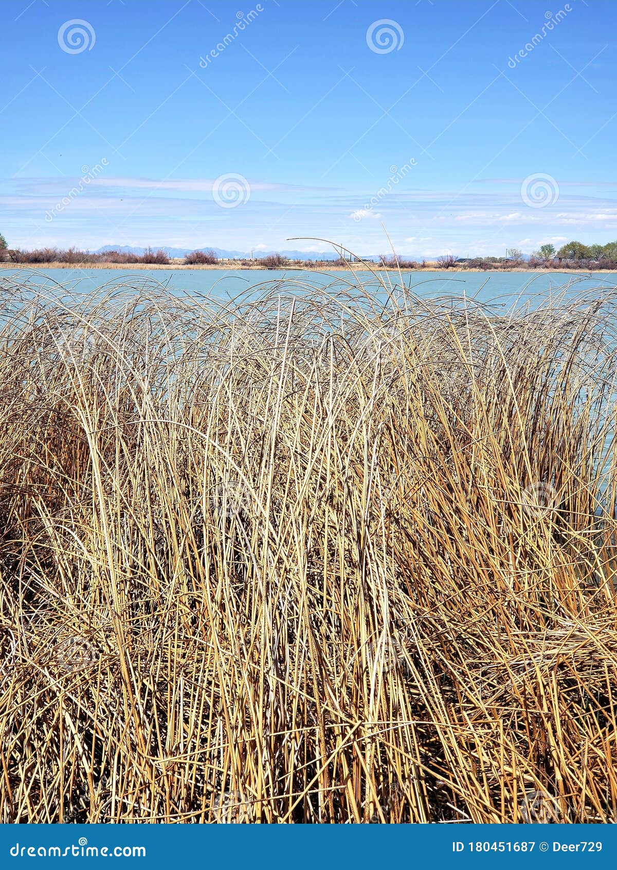 Looking Over the Dry Reeds To Water Stock Image - Image of flower ...