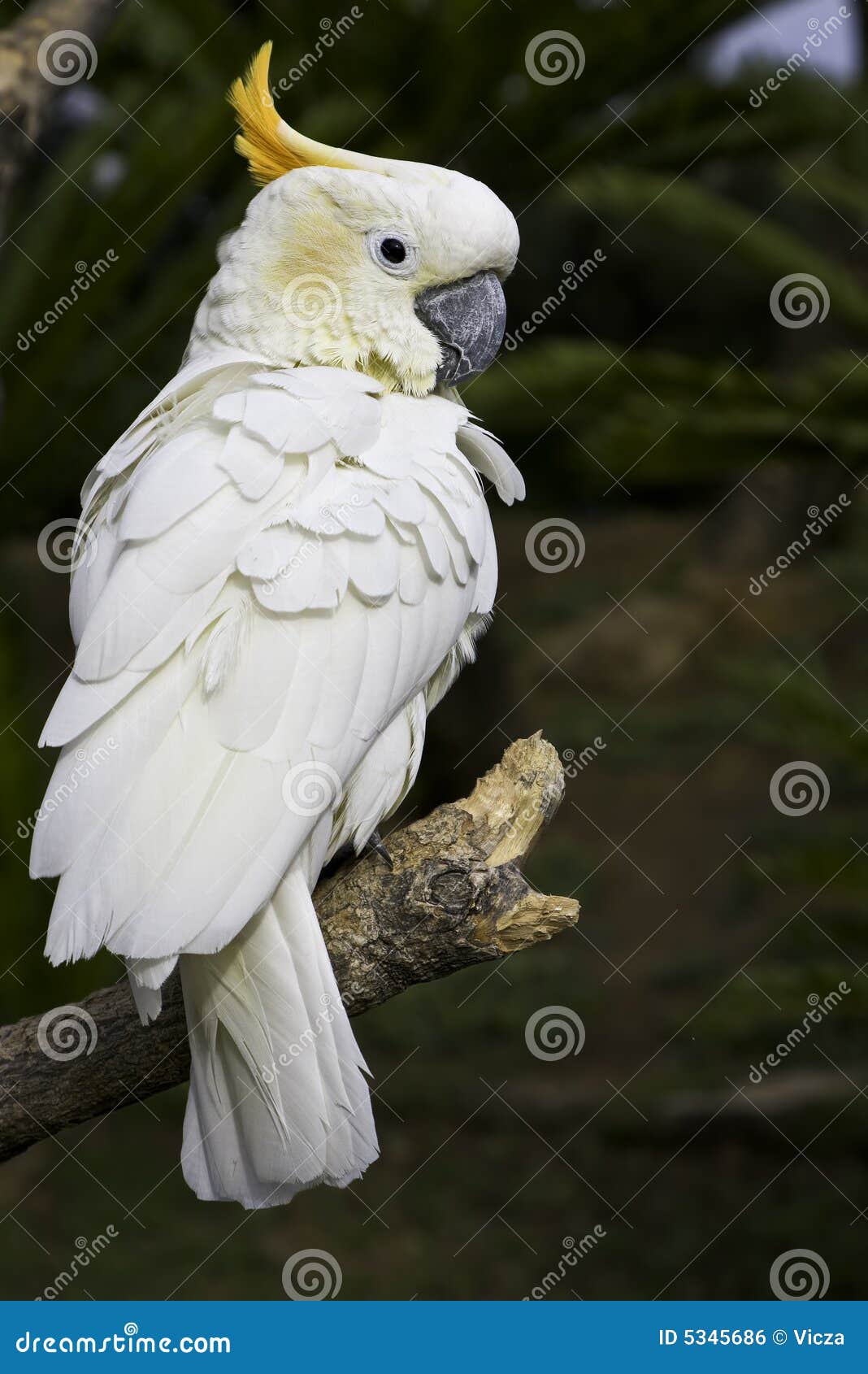 Looking over the shoulder stock photo. Image of cacatua - 5345686
