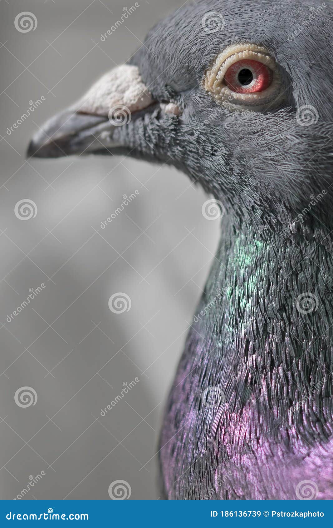 Looking into the Pigeon`s Eyes Stock Image - Image of beak, detail ...