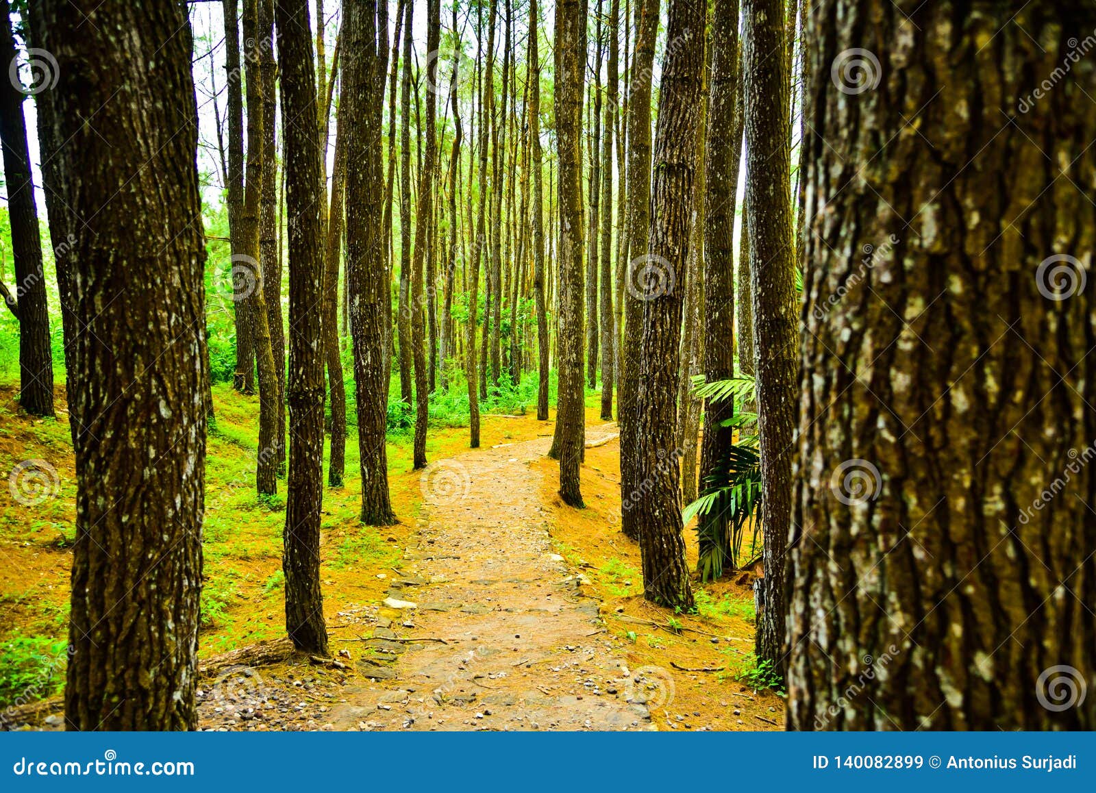 Rows Of Tree Branches Support Young Tomato Plants. Stock Image ...