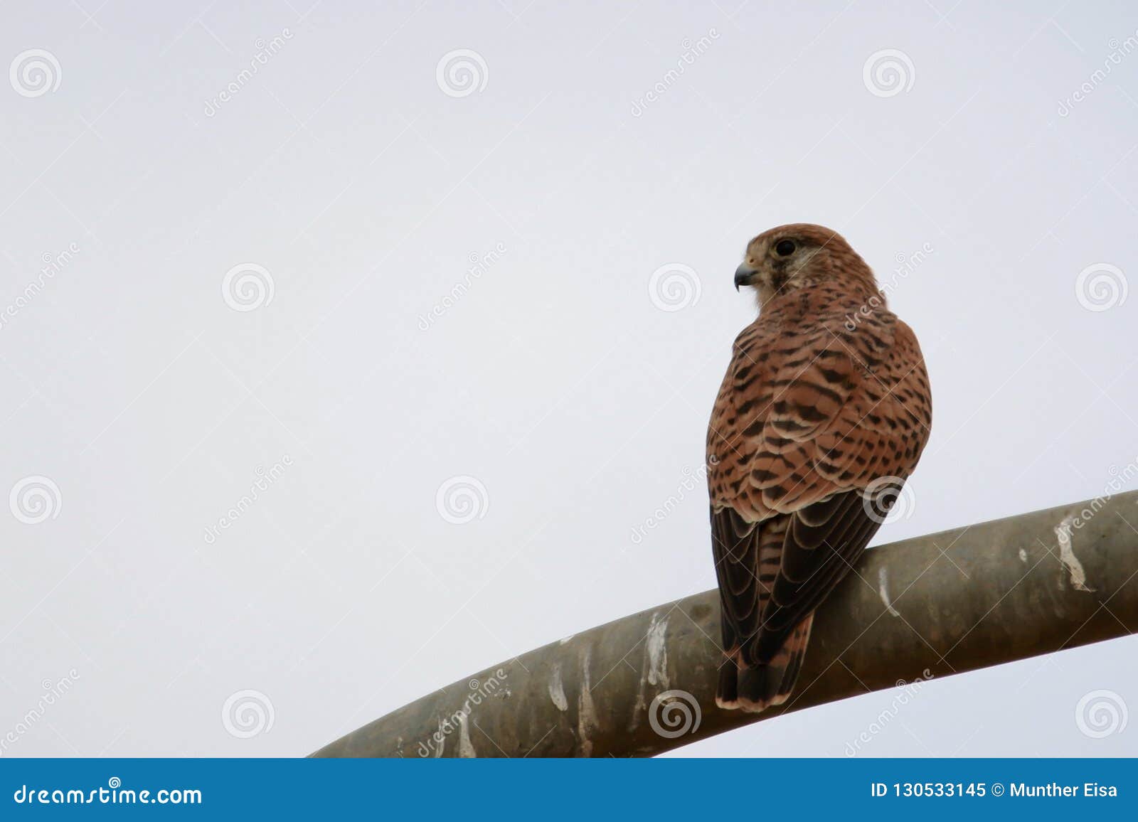 Falcon stock image. Image of brown, left, looking, falcon - 130533145