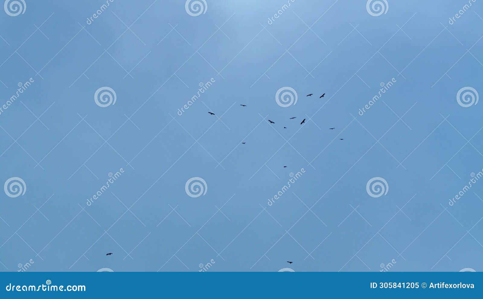 Looking for Prey. Flock of Birds Flying in the Background of the Sky ...