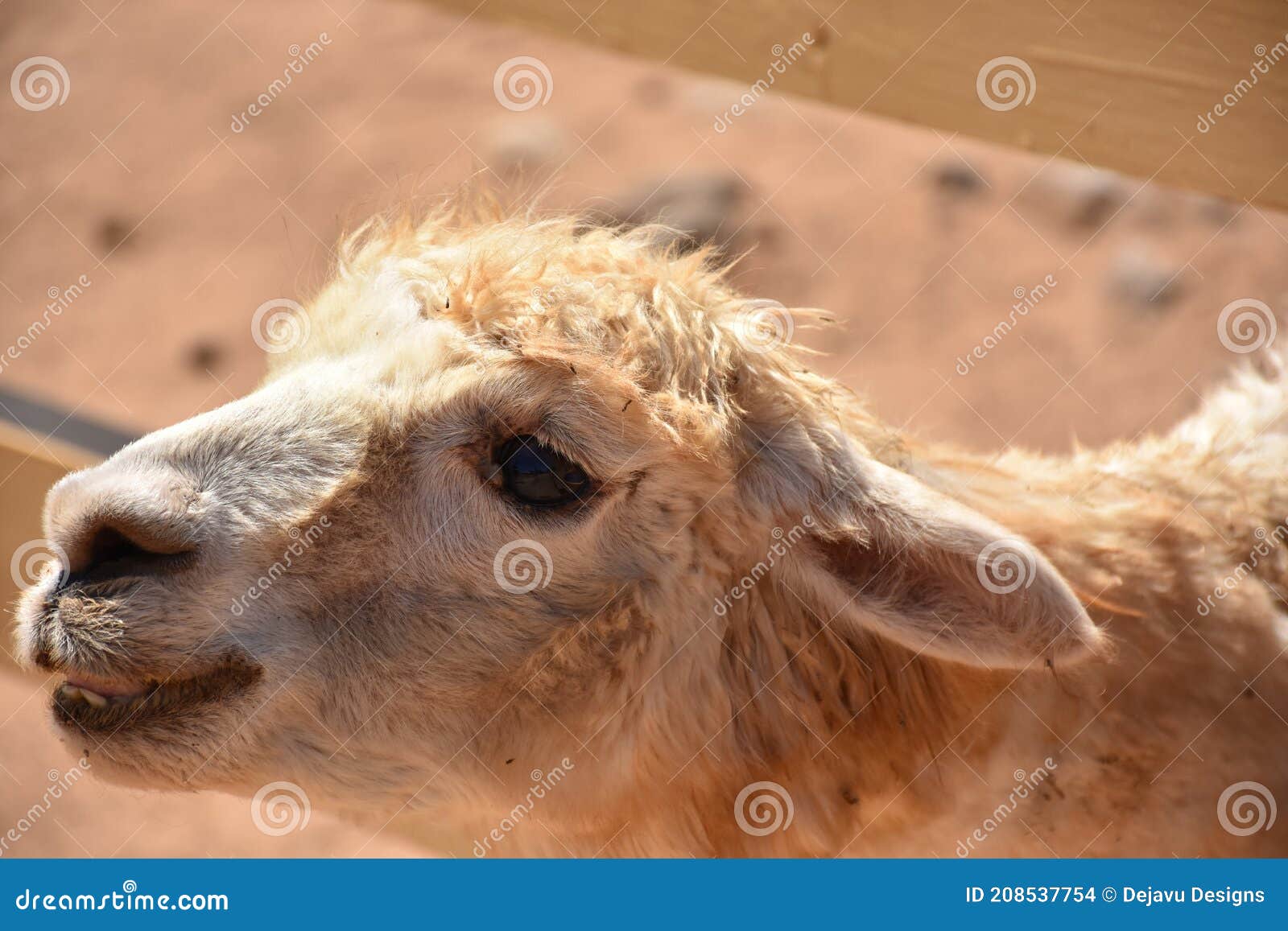 Looking at the Profile of a White Alpaca Stock Photo - Image of ...