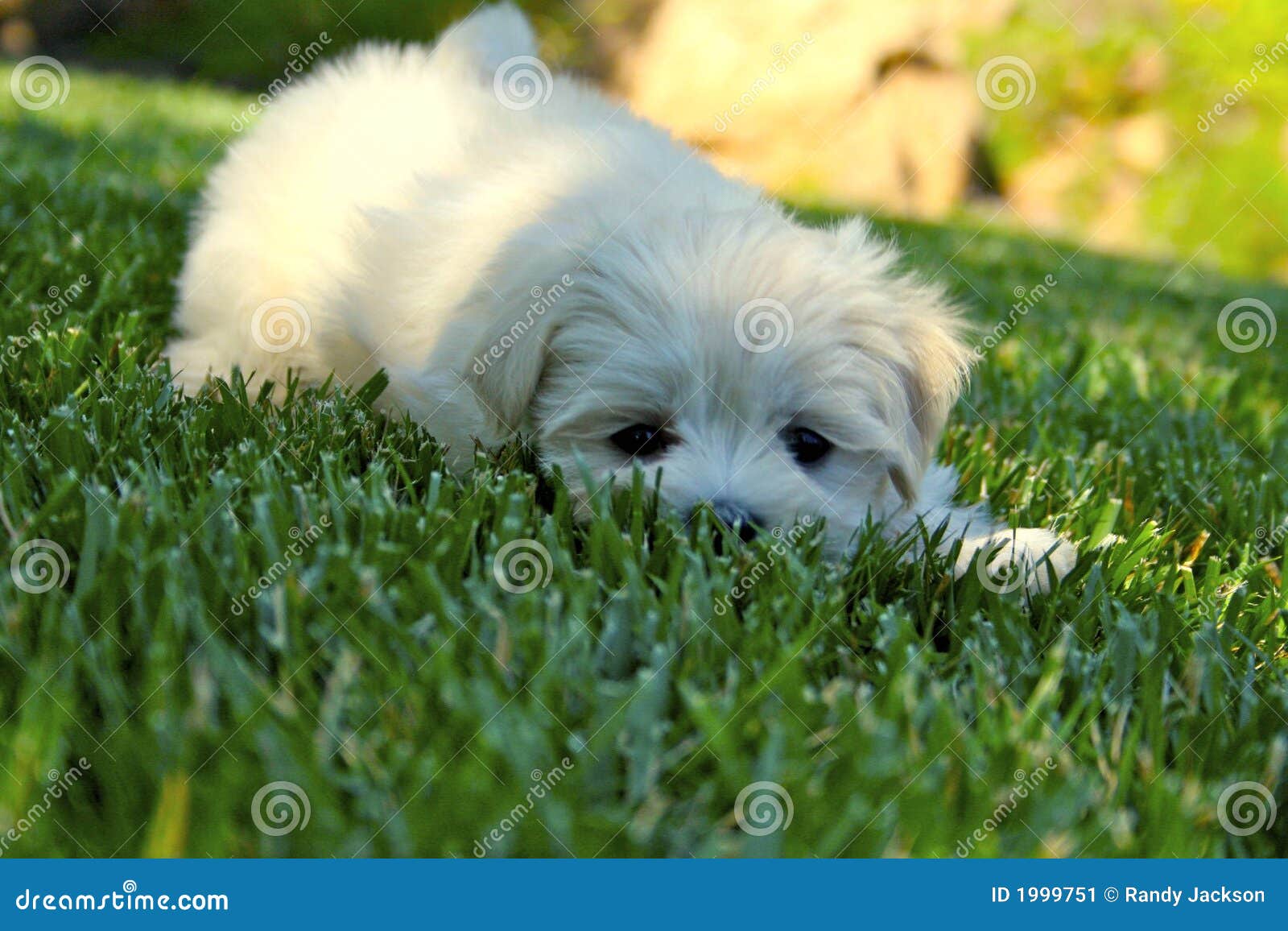 Looking Puppy stock image. Image of pounce, cuddly, doggy - 1999751