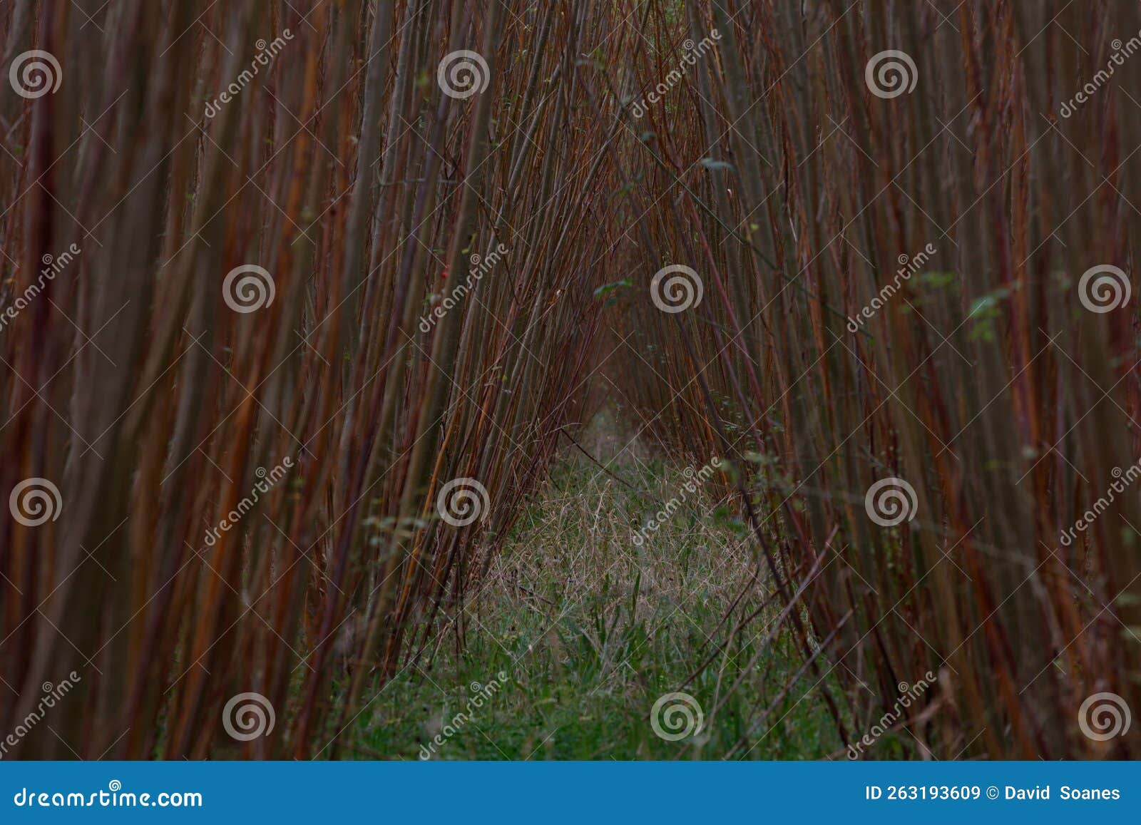 Looking through Rows of Willow Coppice Trees for a Better Environment ...