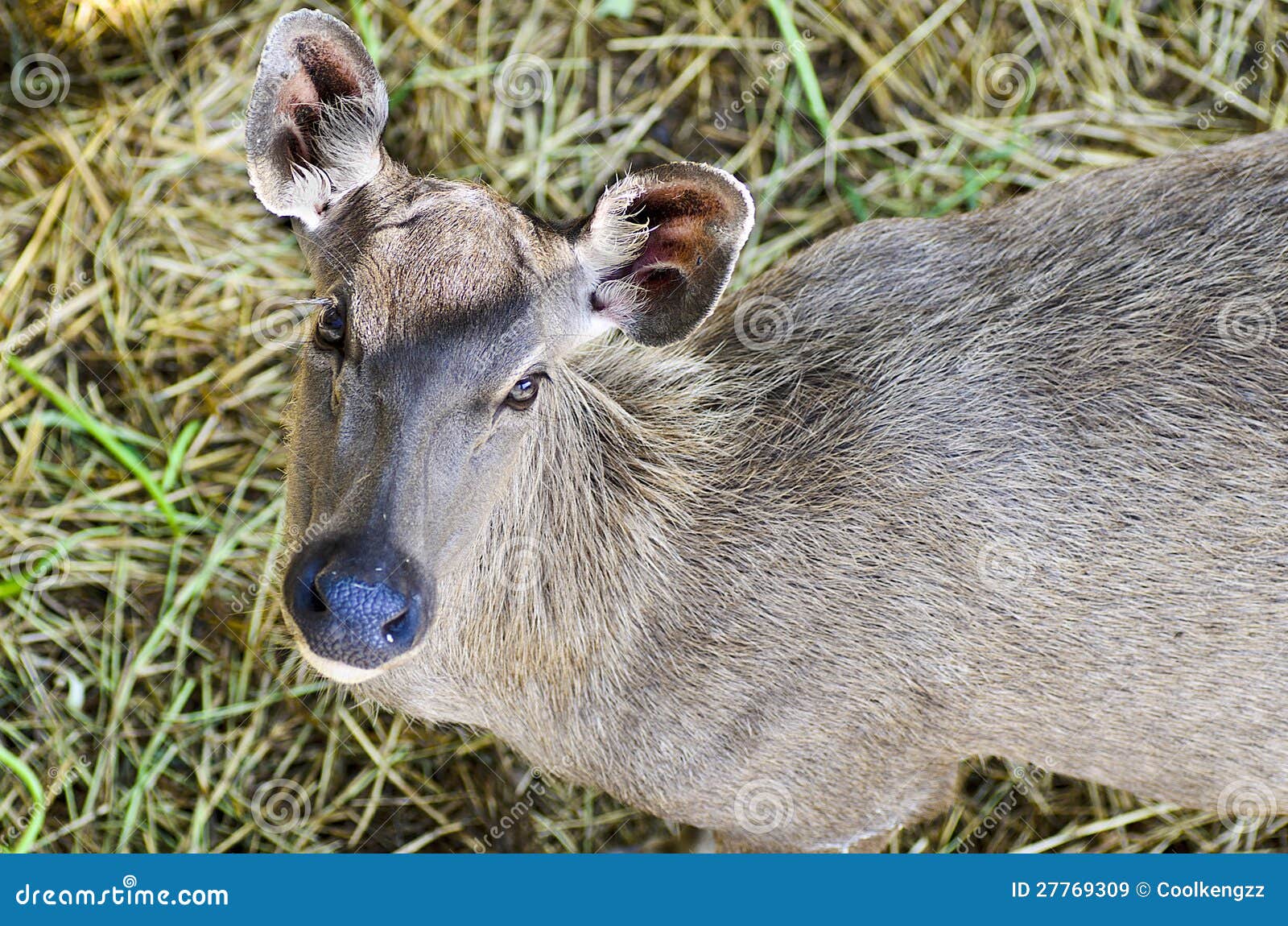 Looking Samba Deer stock image. Image of sambar, gazelle - 27769309
