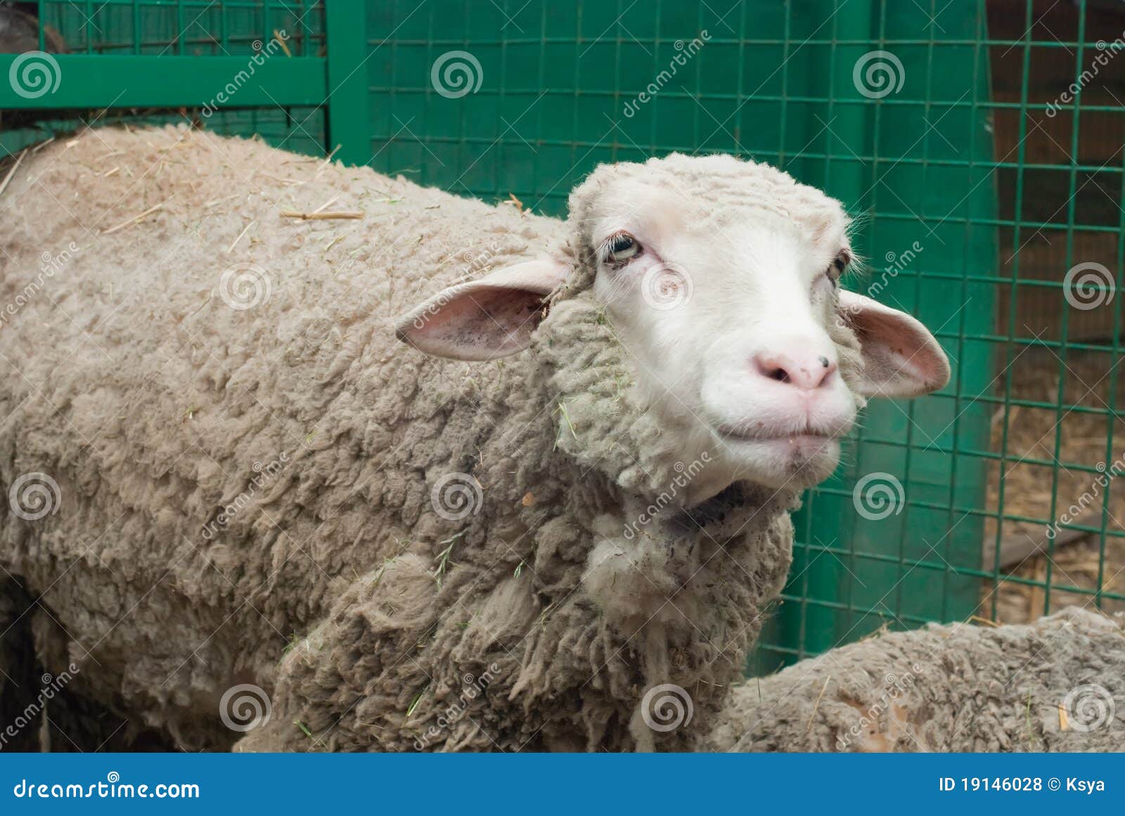 Looking sheep stock photo. Image of farm, nature, creature - 19146028