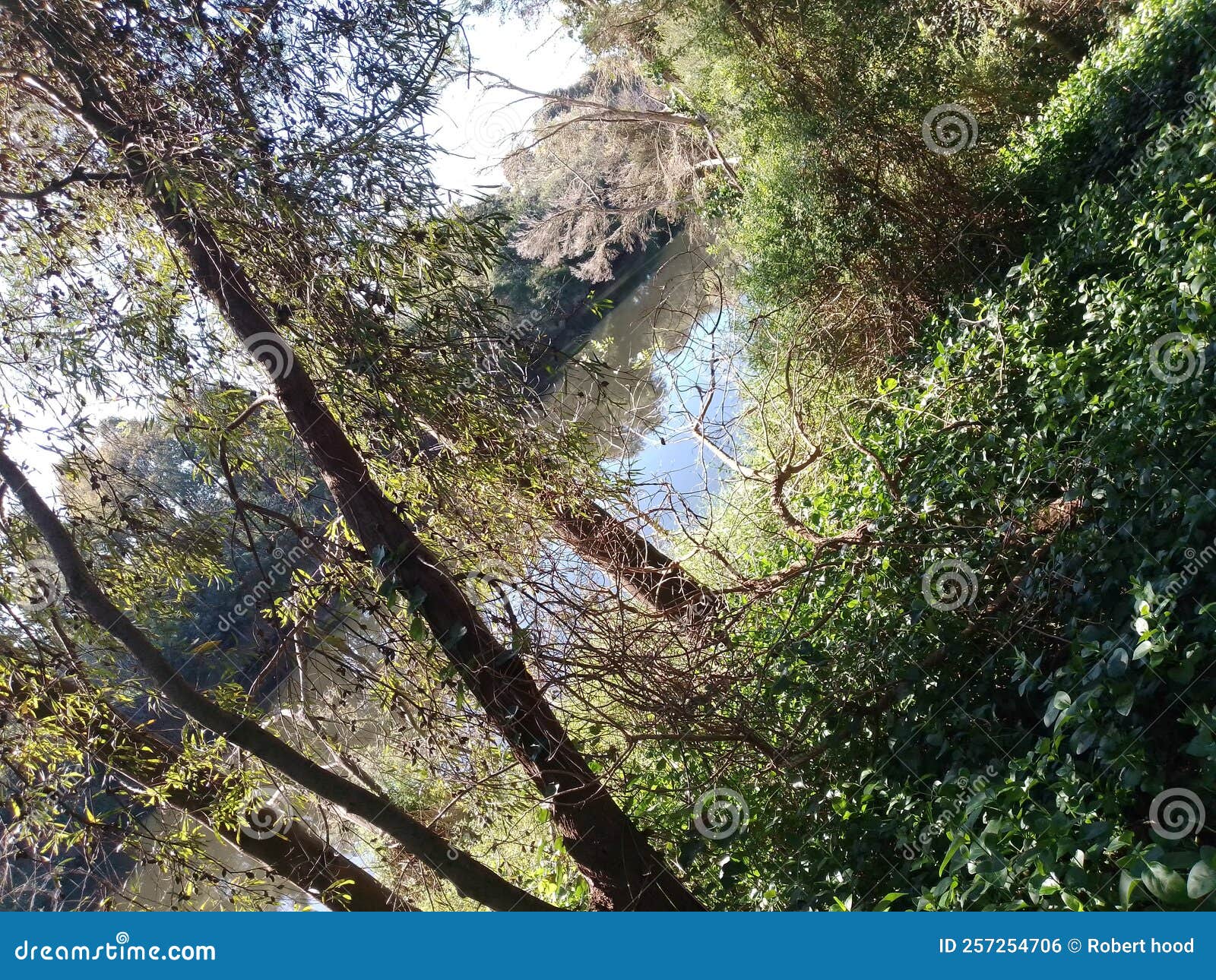 Looking on the Side of the River Stock Photo - Image of water, river ...