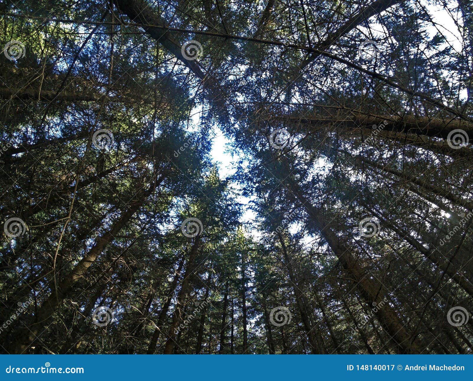 Looking at the Sky in a Forest Stock Image - Image of perspective, wide ...