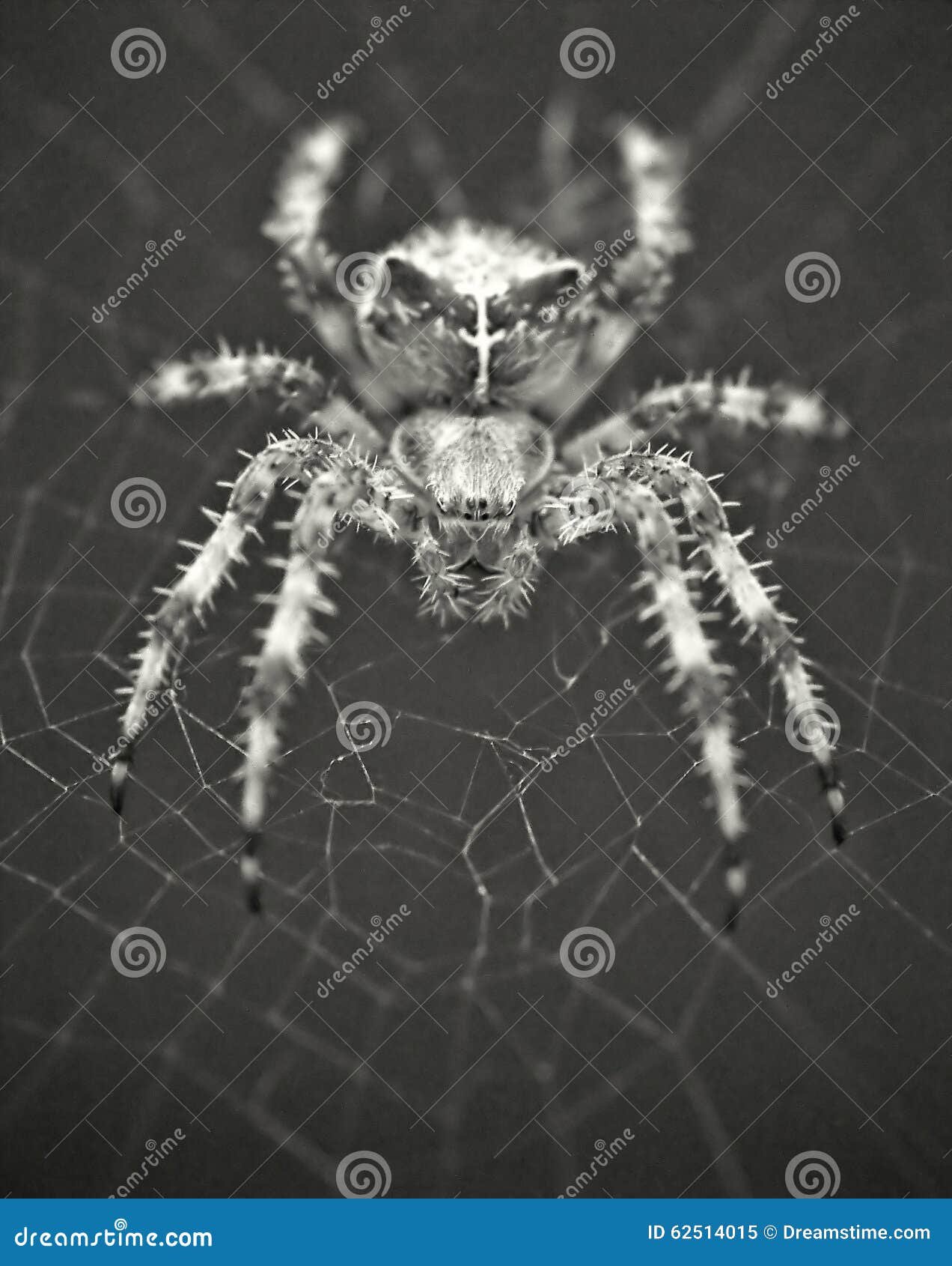 Looking into a Spider S Eyes Stock Image - Image of spiderweb ...