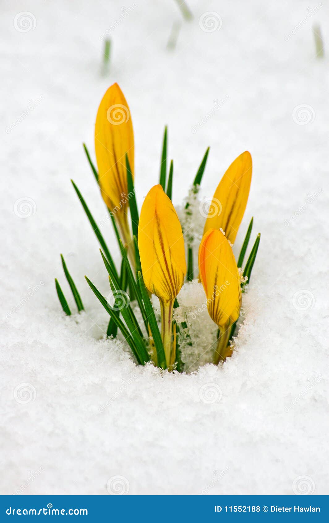 Looking for Spring stock photo. Image of detail, beautiful - 11552188