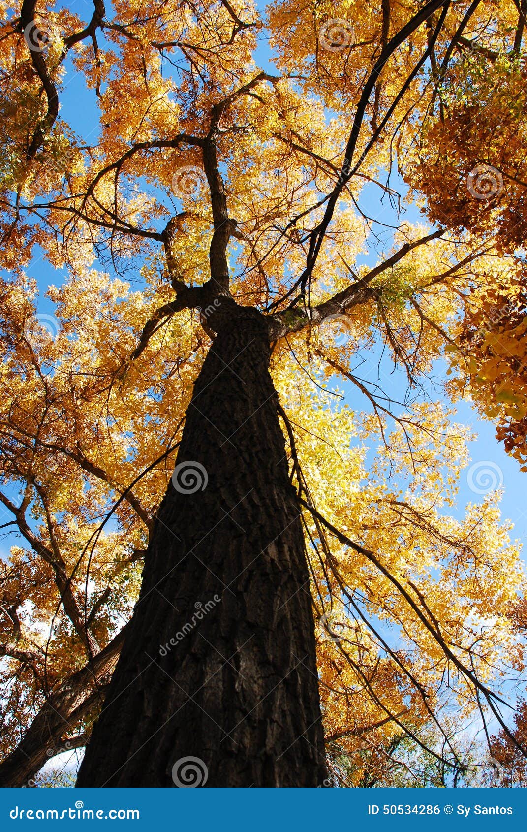 Looking Straight Up a Tall Tree with Yellow Leaves Stock Photo - Image ...