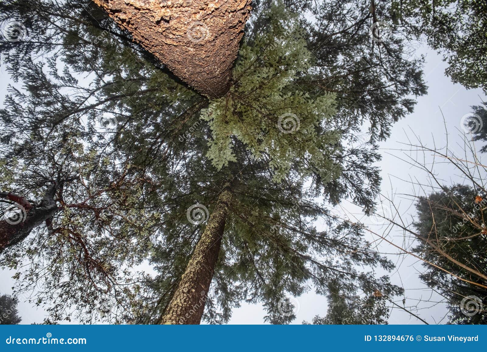 Straight Towering Trees Royalty-Free Stock Image | CartoonDealer.com ...