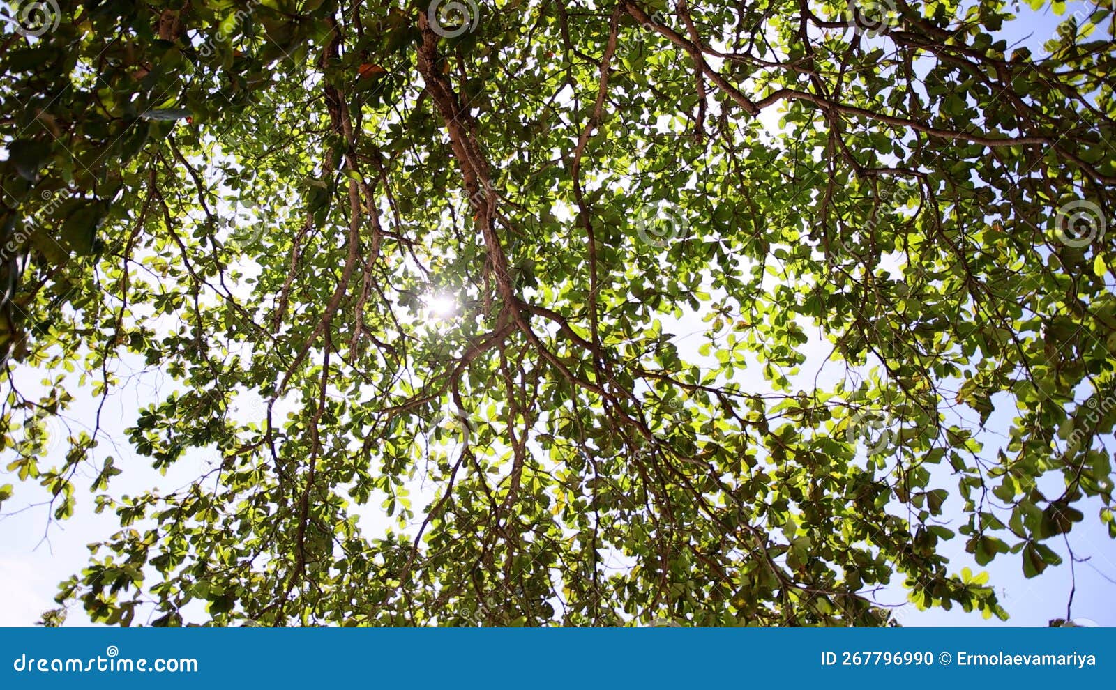Looking at the Sun through a Green Tree in Forest. Sun Shines through ...