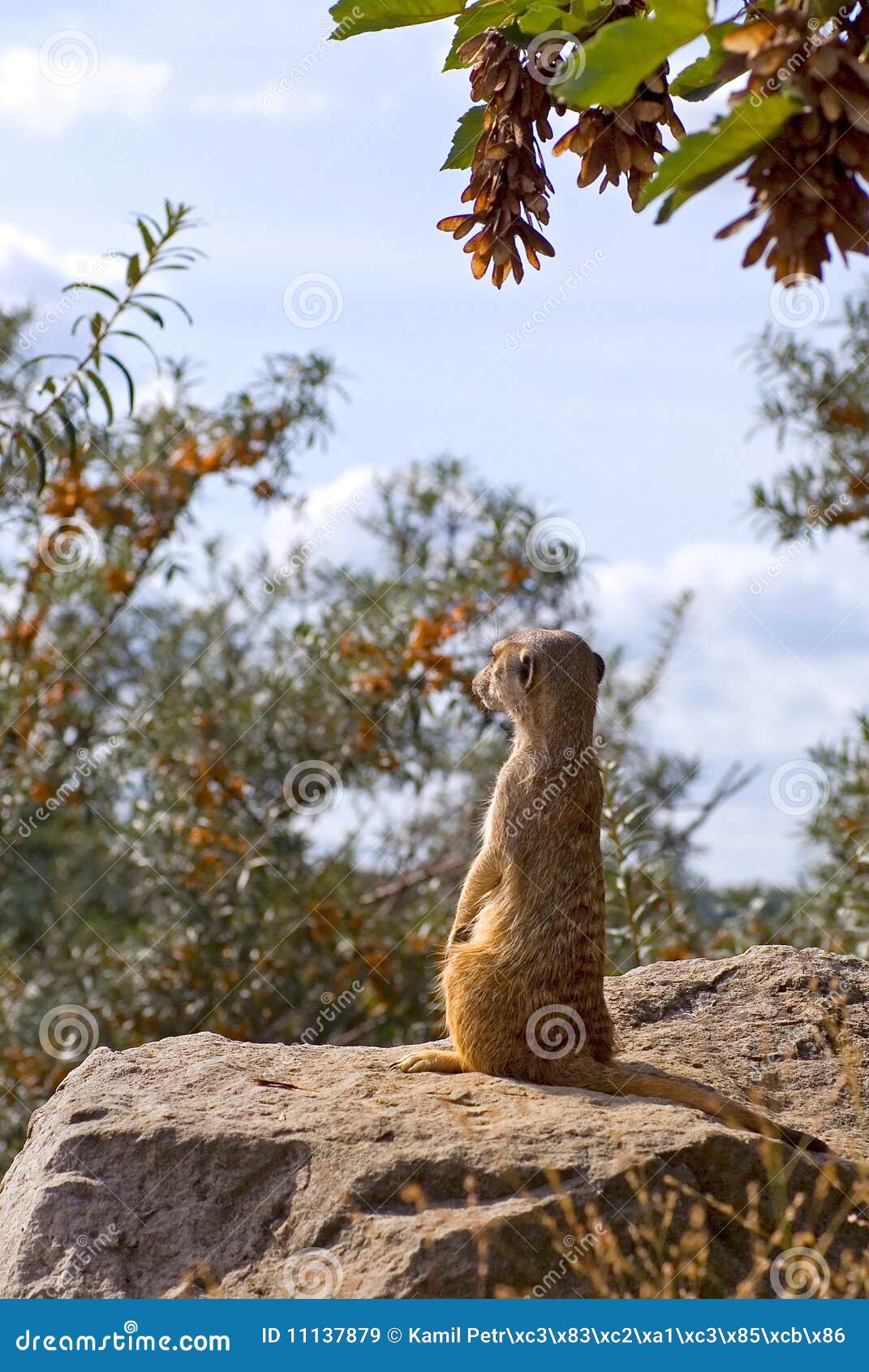 Looking surikata stock image. Image of south, brown, african - 11137879