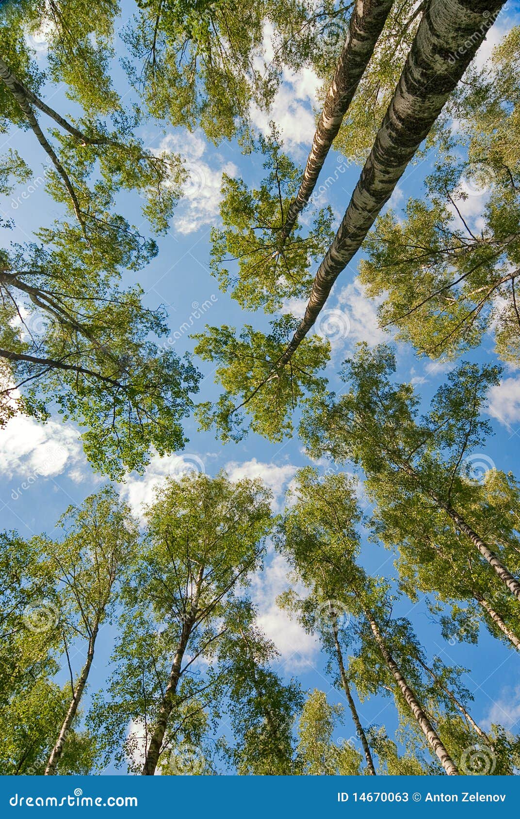 Looking To the Trees from Ground Stock Image - Image of bright, spray ...