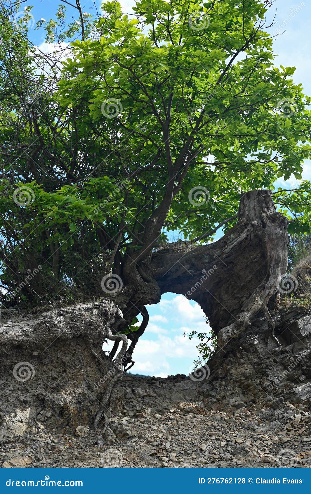 Looking through Tree Roots To Sky Stock Photo - Image of trees, europe ...