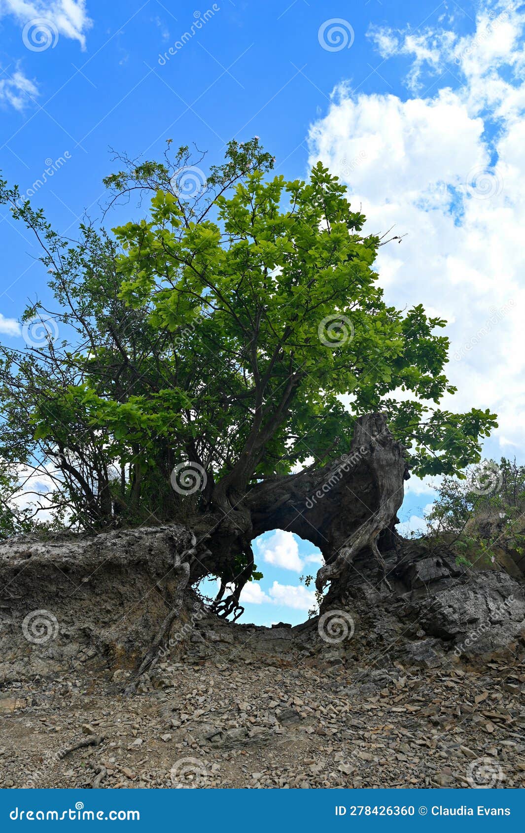Looking through Tree Roots To Sky Stock Photo - Image of edersee ...