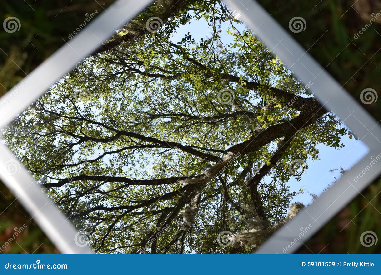 Looking at the trees stock image. Image of glass, woods - 59101509