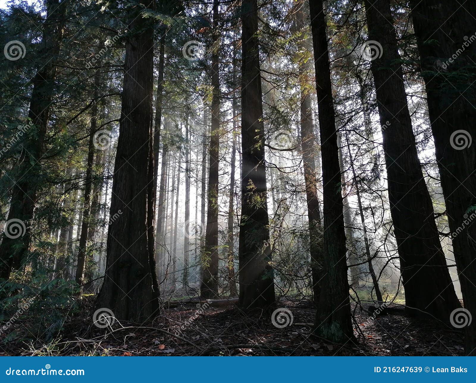 Looking Up Through Trees At A Starry Night Sky Royalty-Free Stock Photo ...