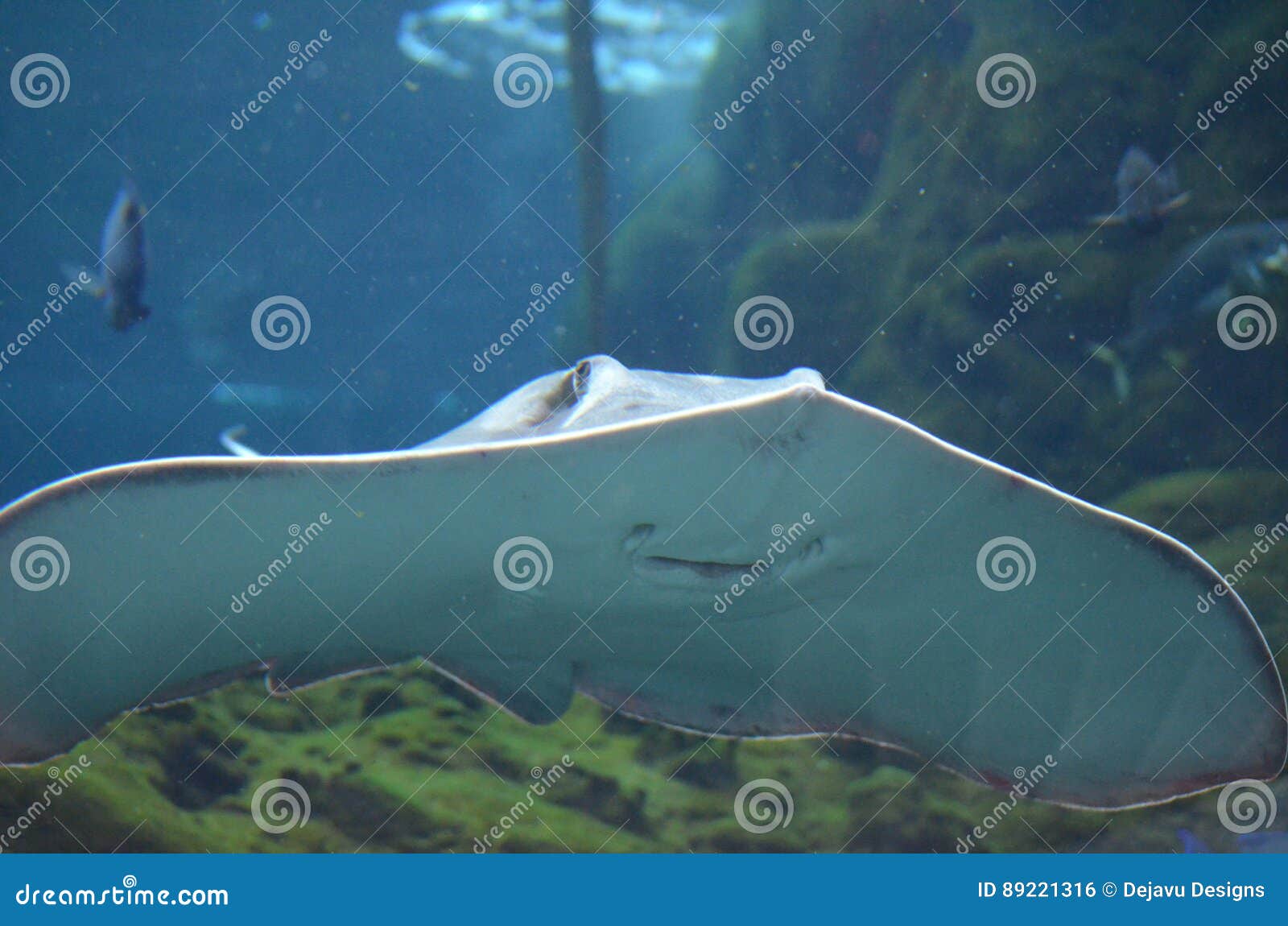 Looking at the Underside of a Stingray Underwater Stock Photo - Image ...