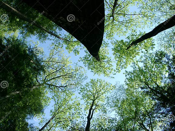 Looking Up stock image. Image of looking, grandeur, tall - 228127