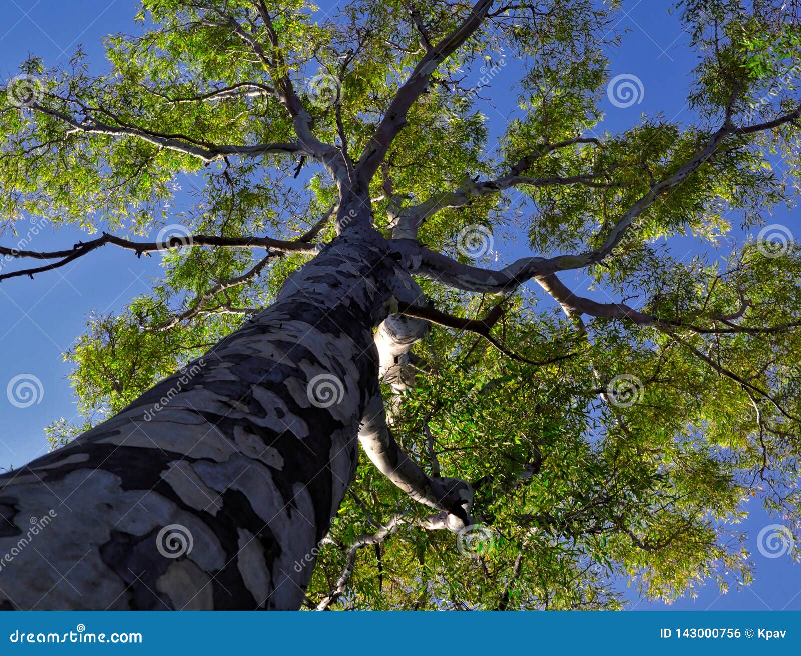 Looking Up Along Tree Trunk Stock Photo - Image of growth, shining ...