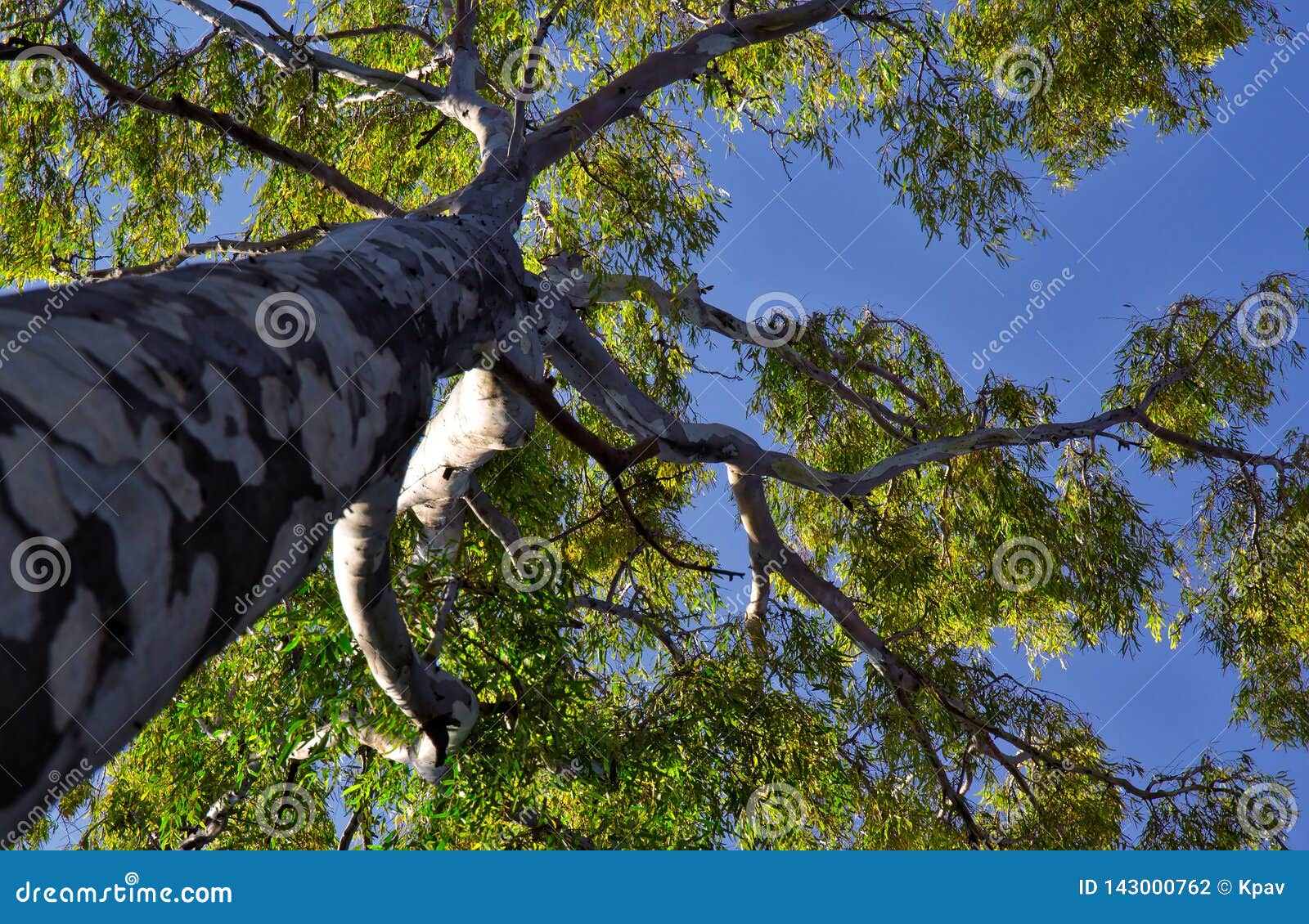 Looking Up Along Tree Trunk Stock Photo - Image of sunlight, park ...
