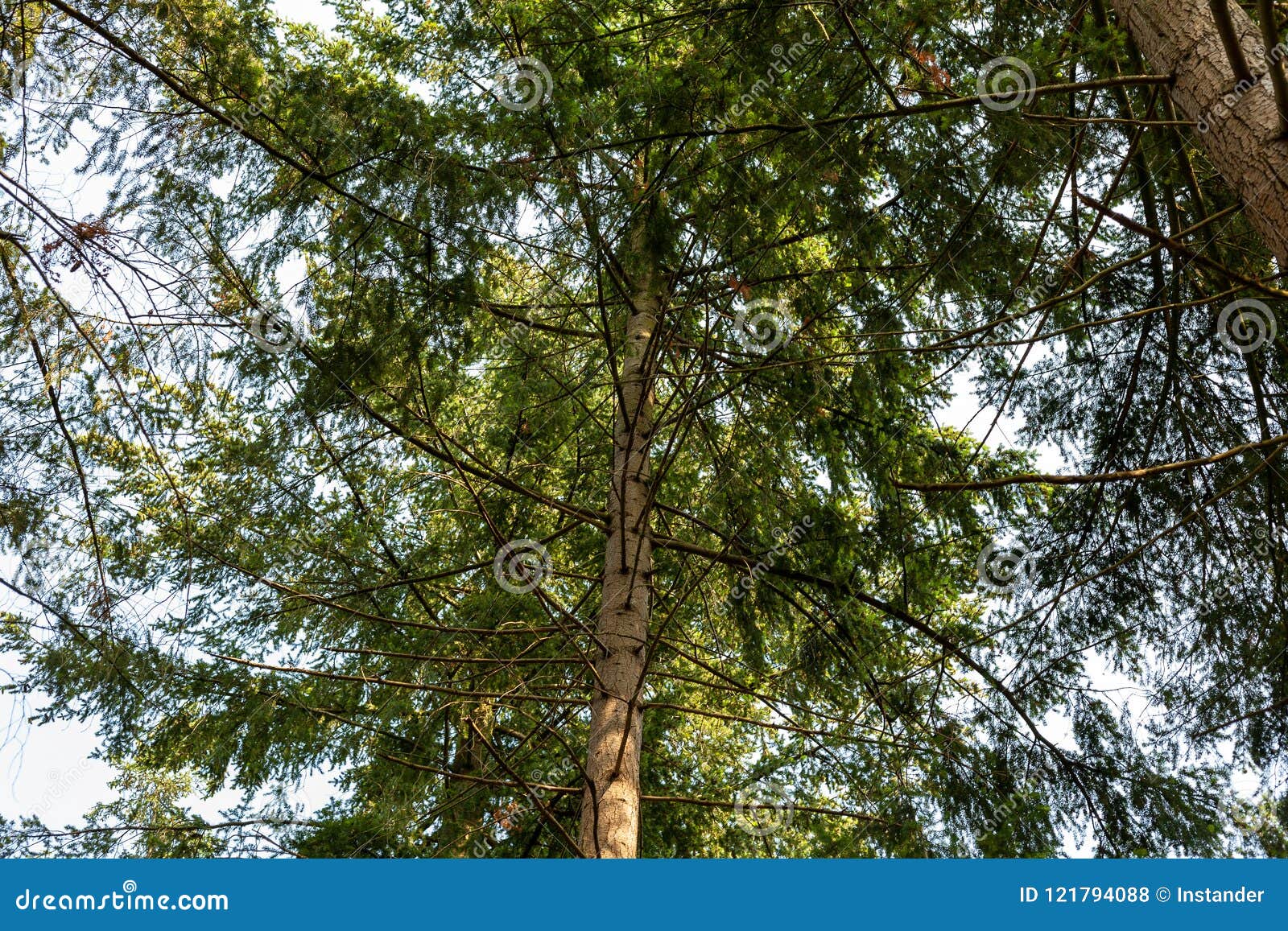 Looking Up in an Angle To the Crown of a Tree through Its Branch Stock ...