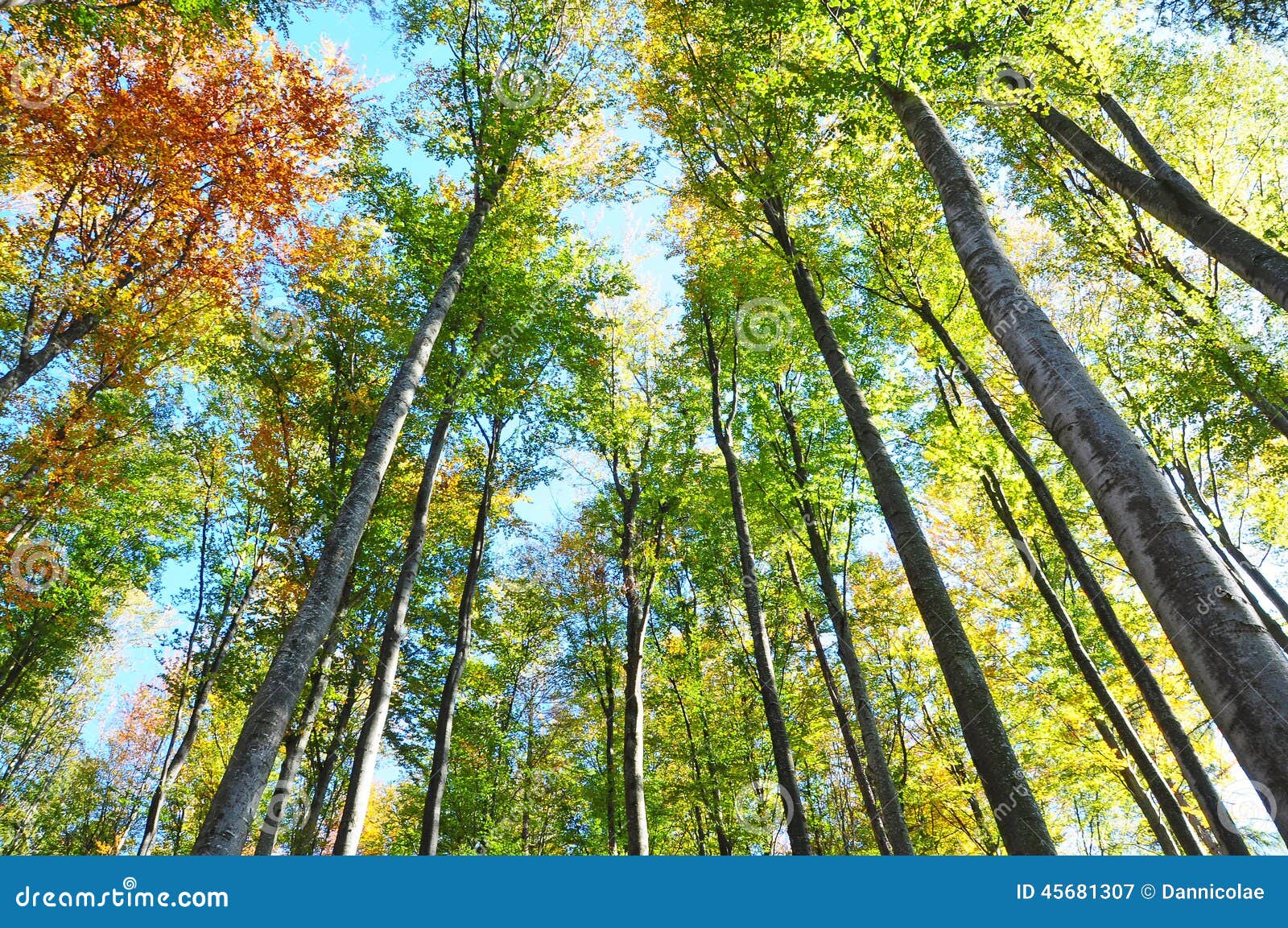 Looking Up in the Autumn Forest. Below View. Stock Image - Image of ...
