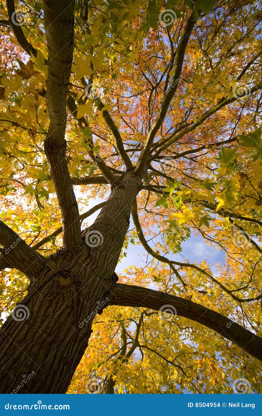 Looking up autumn leaves stock photo. Image of season - 8504954