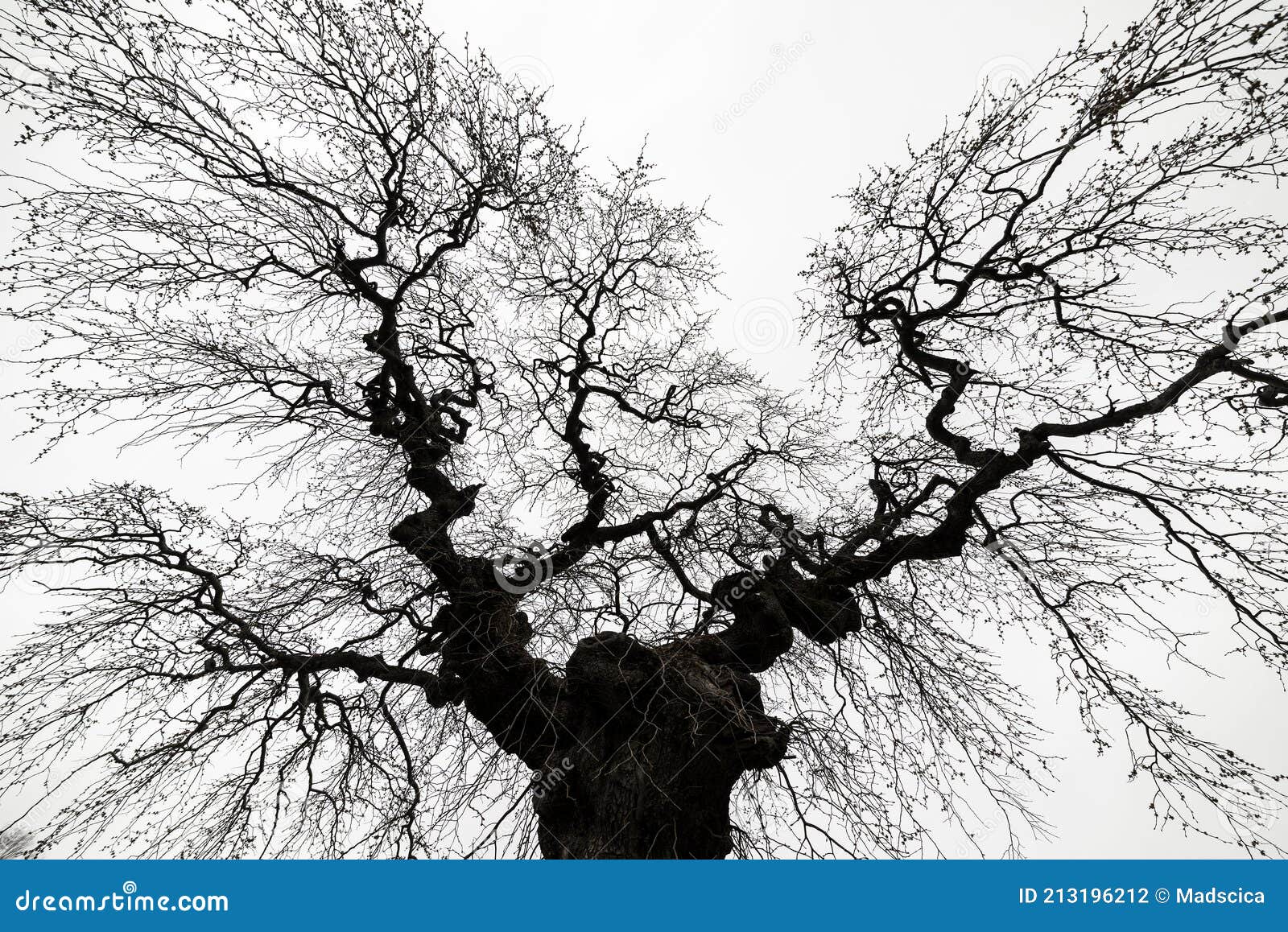 Looking Up at a Bare, Spooky Looking Tree Stock Photo - Image of wood ...
