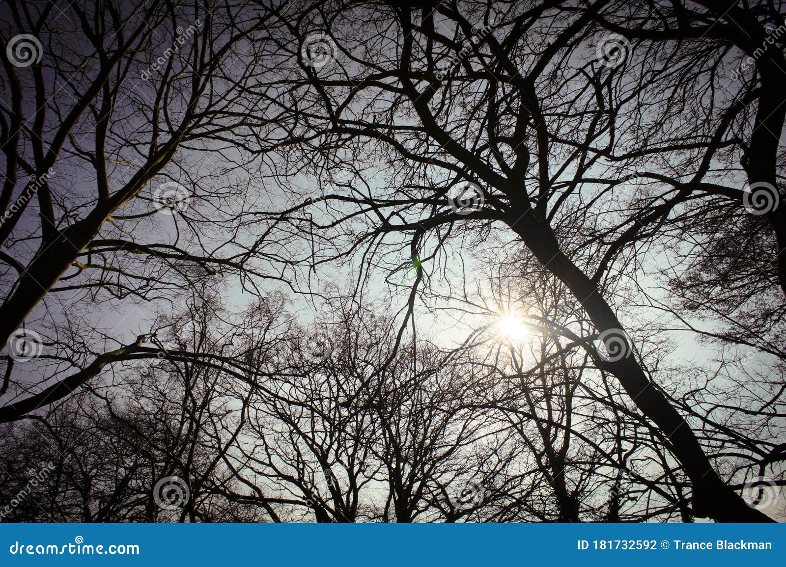 Bare Tree Canopy in Winter on a Clear Day Stock Photo - Image of trees ...