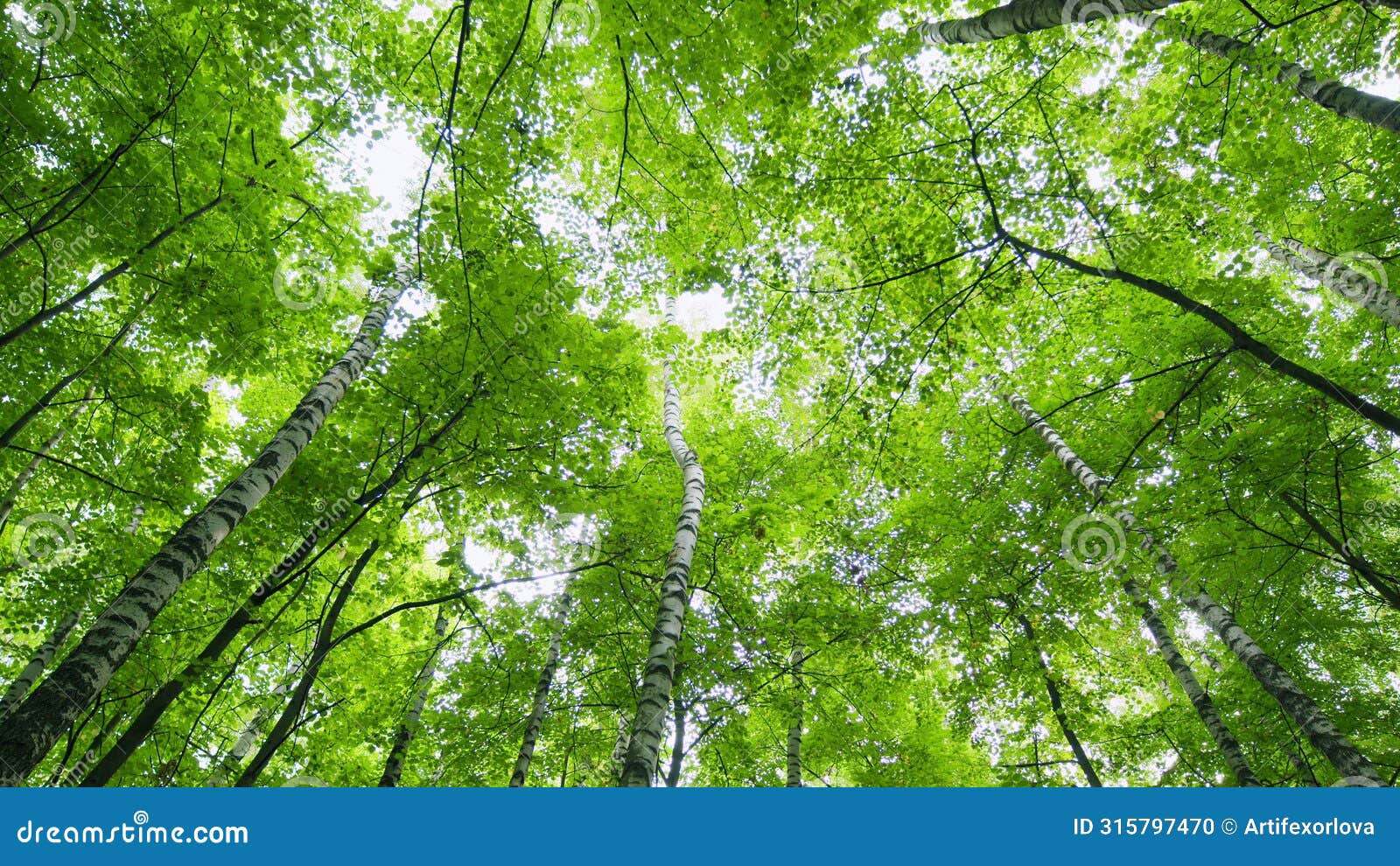Looking Up into a Beautiful Leaf Canopy of Tree Tops. Tilt Up. Stock ...