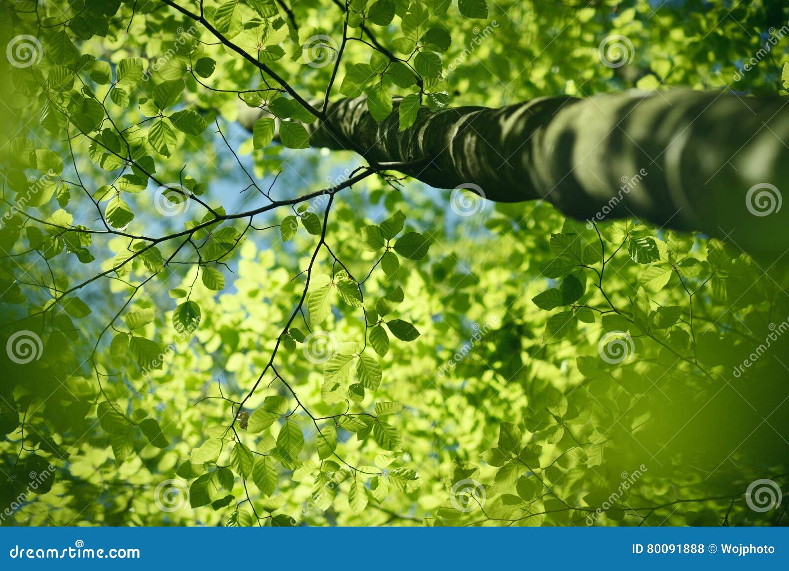 Beech Tree Branch In Summer Royalty-Free Stock Photo | CartoonDealer ...