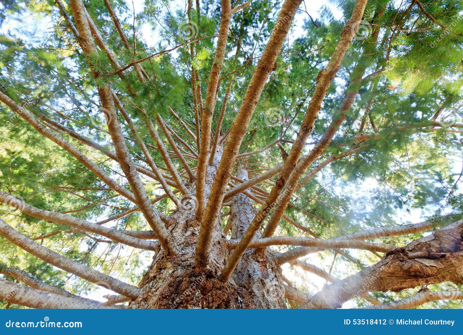 Looking Up from Below a Large Evergreen Tree with Many Branches. Stock ...