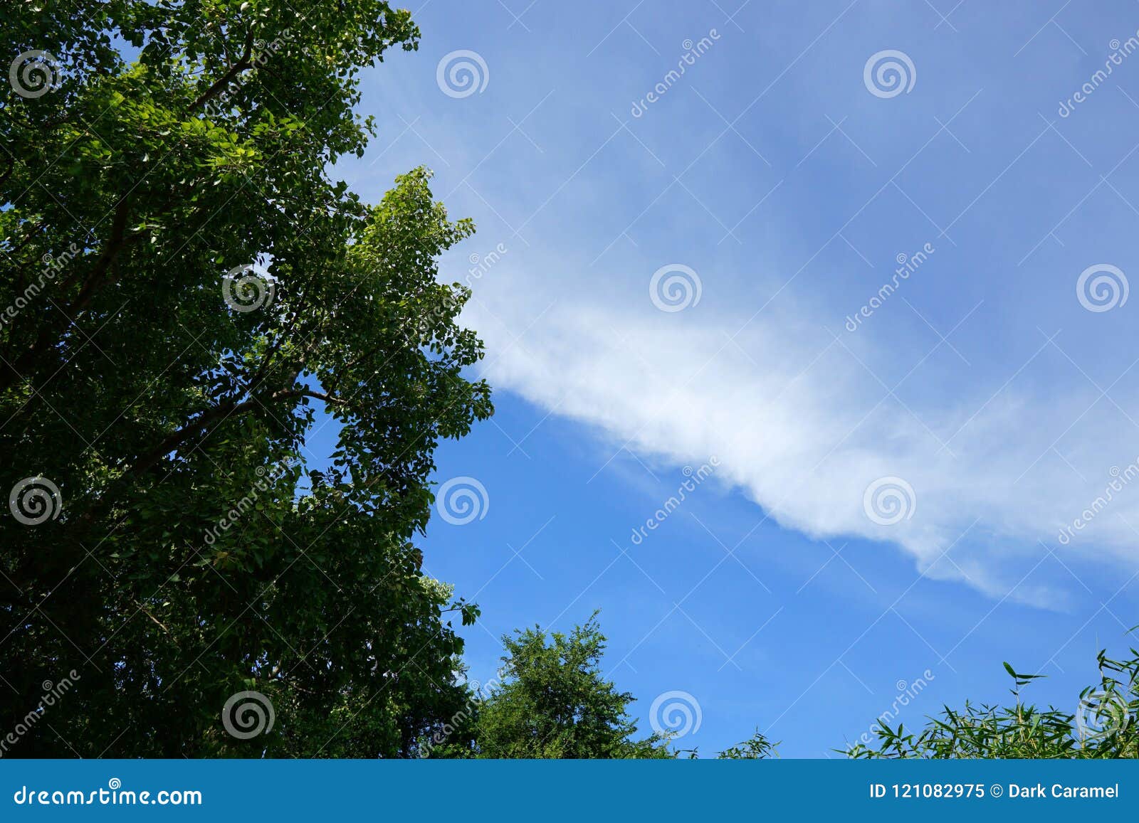 Looking Up at Big Tree on Blue Sky and Cloud As a Background. Stock ...