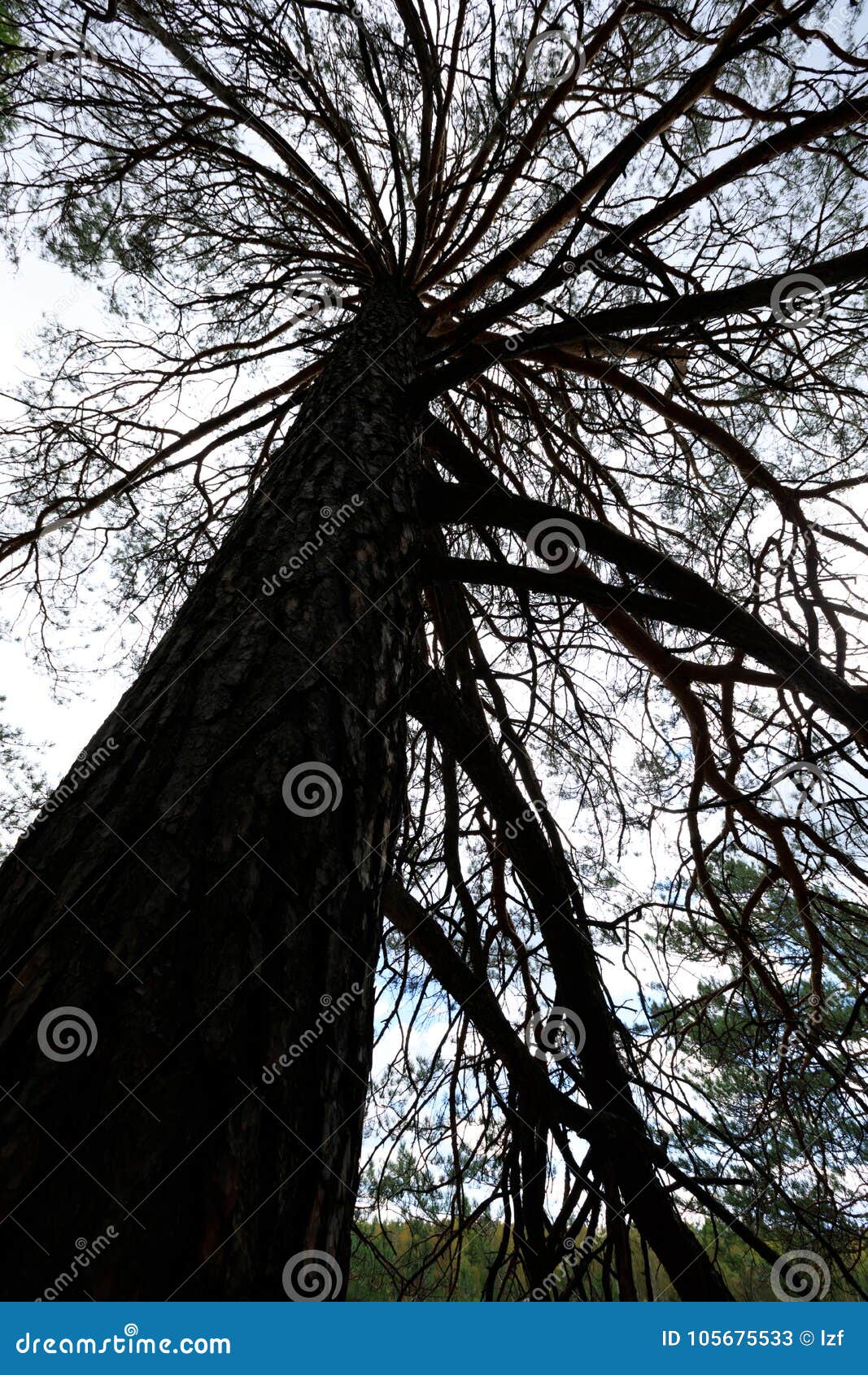 Looking up of a big tree stock image. Image of plants - 105675533